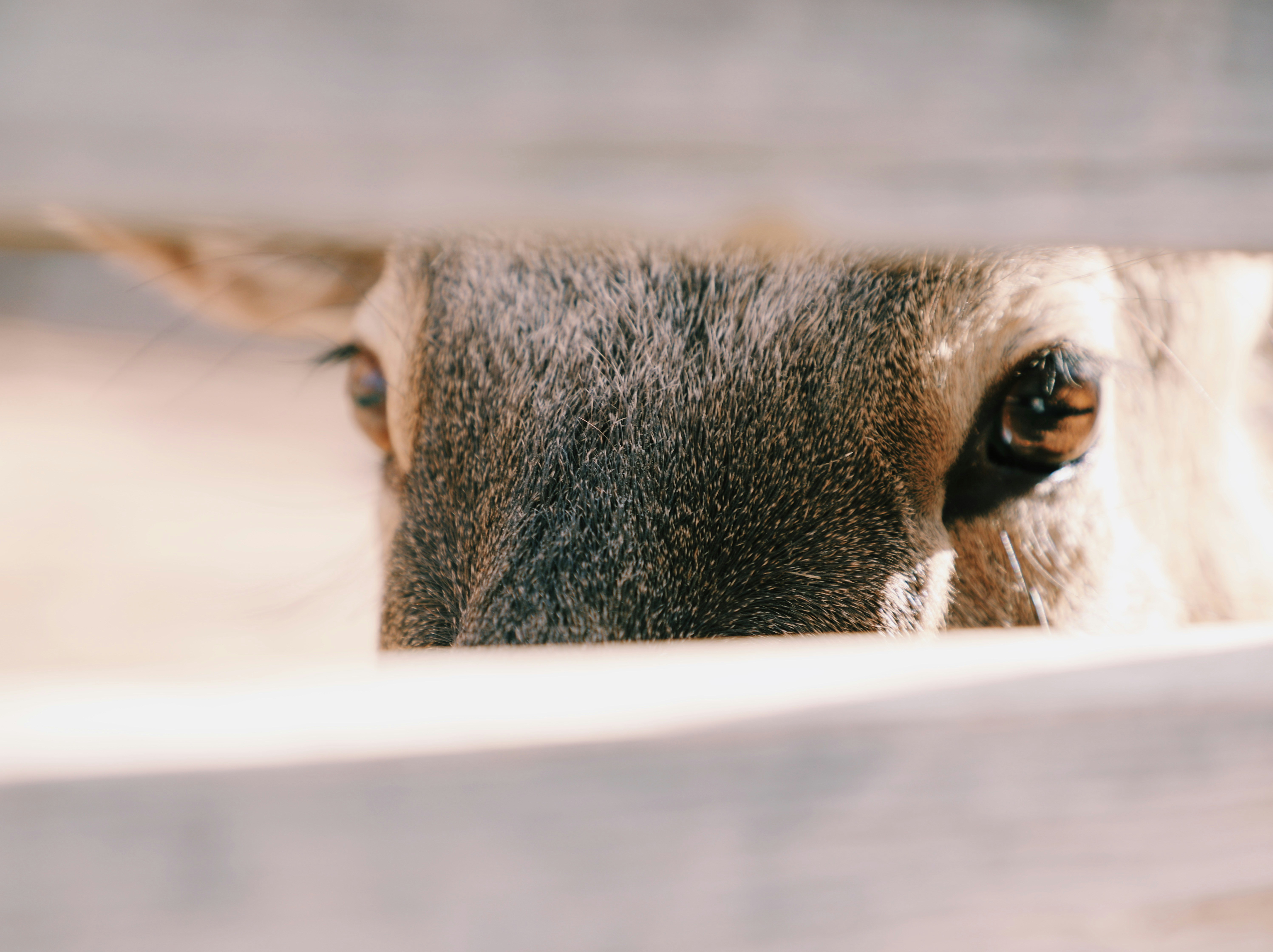 Close-up of a deer's eye peering through wooden slats, showcasing its inquisitive expression and intricate fur details.