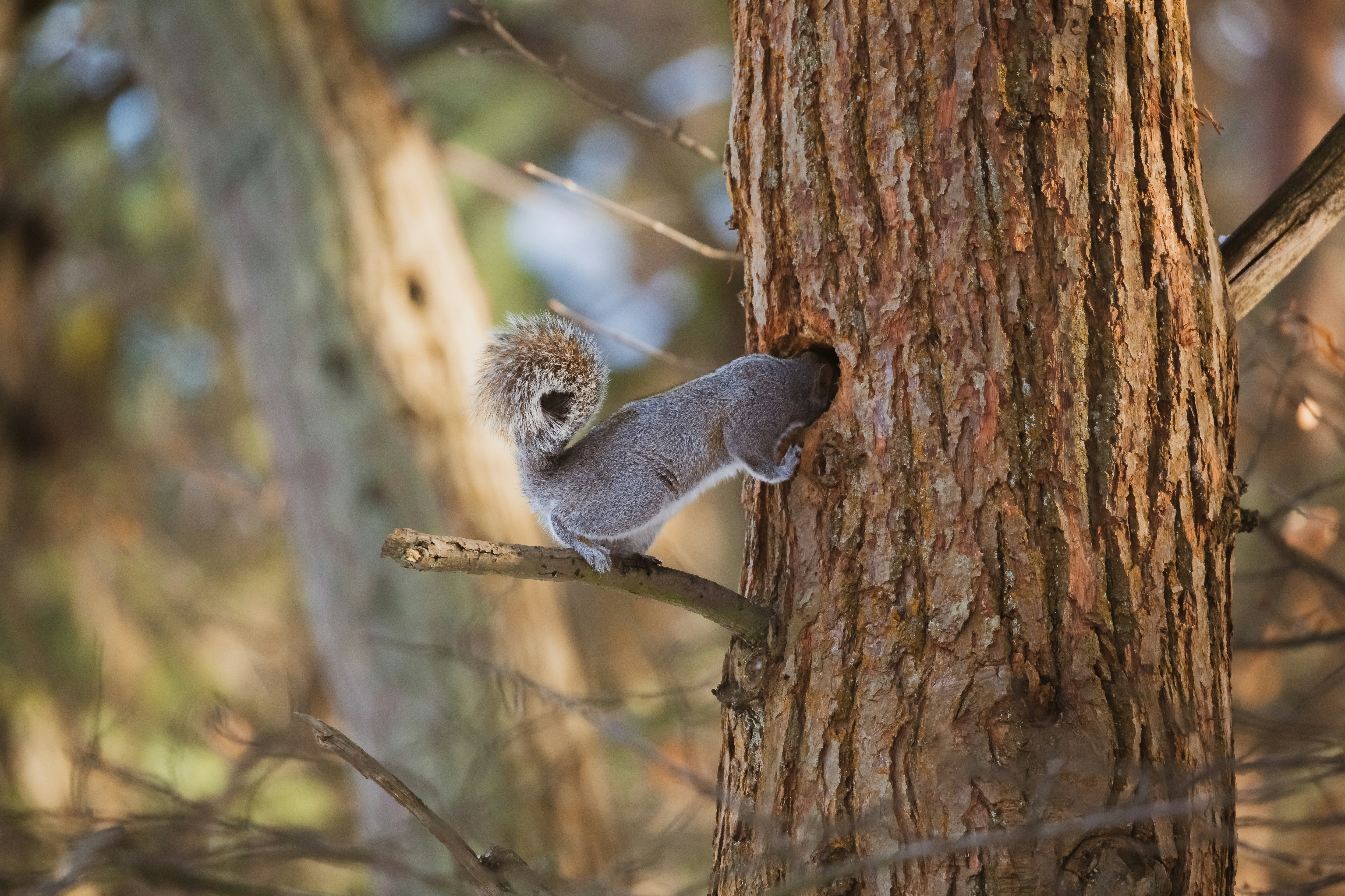 gray squirrel on brown tree branch during daytime