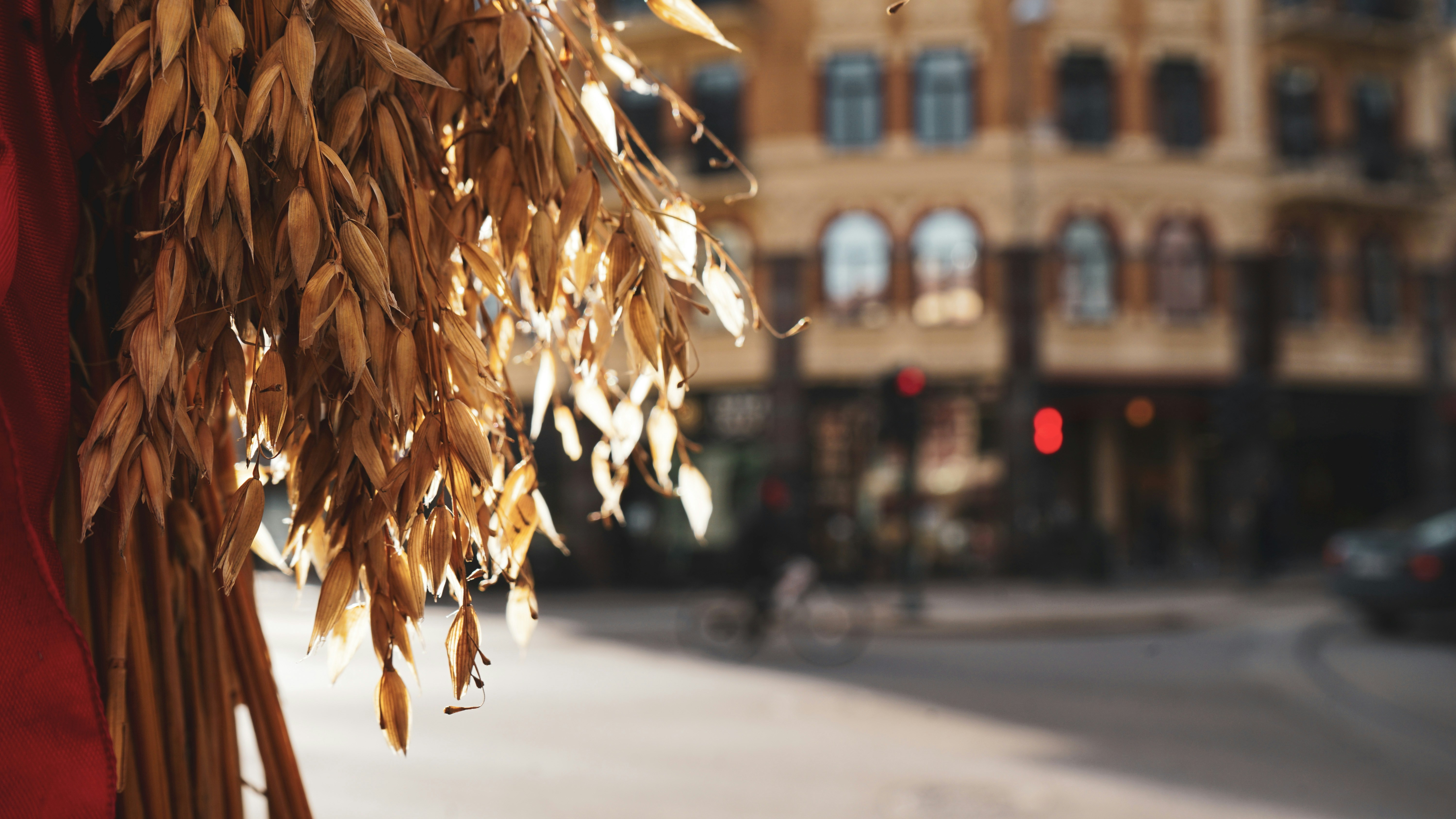 Golden Leaves at the Edge of a City Street