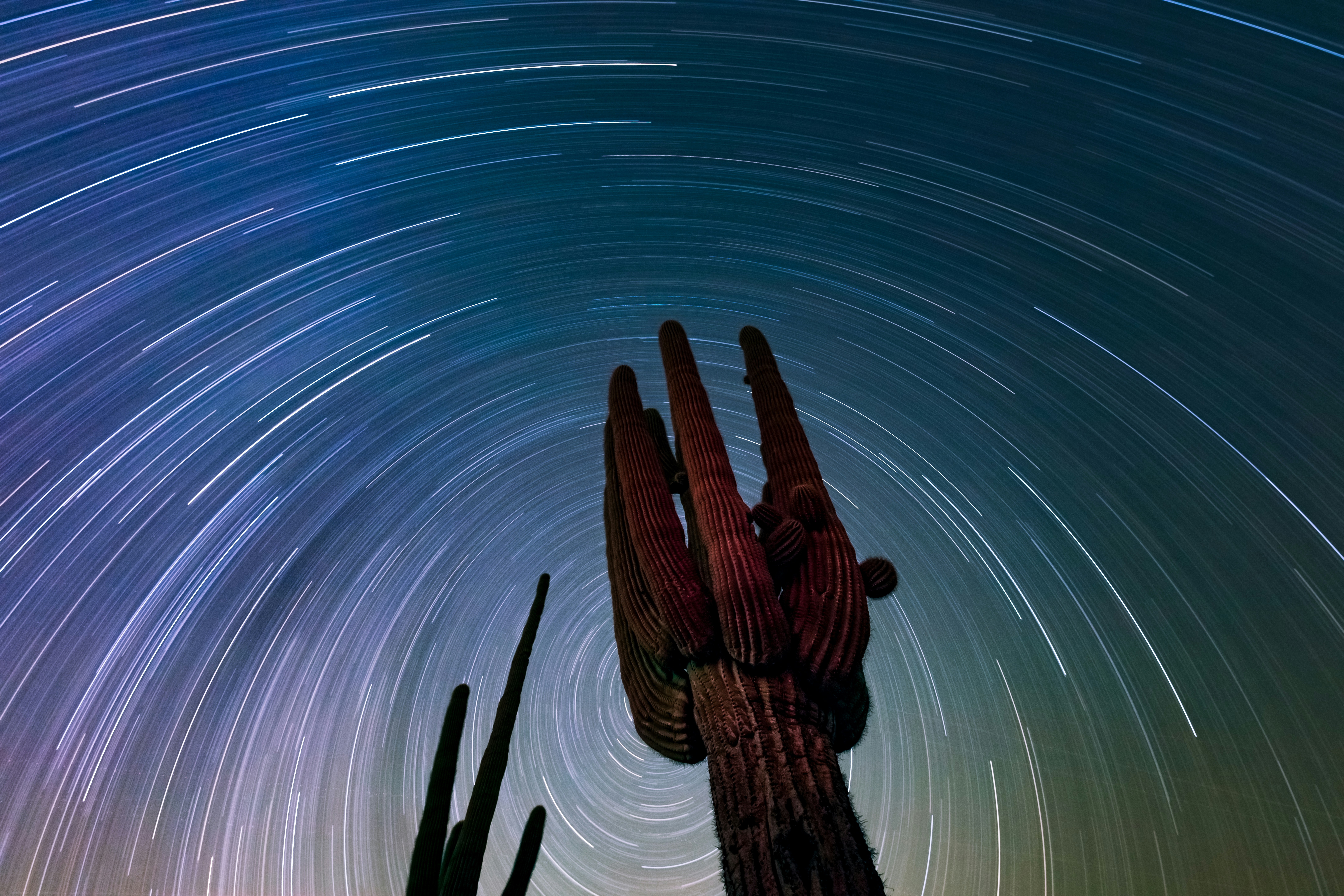 Stellar Spiral Silhouette: Cactus and Night Sky in Circular Trails