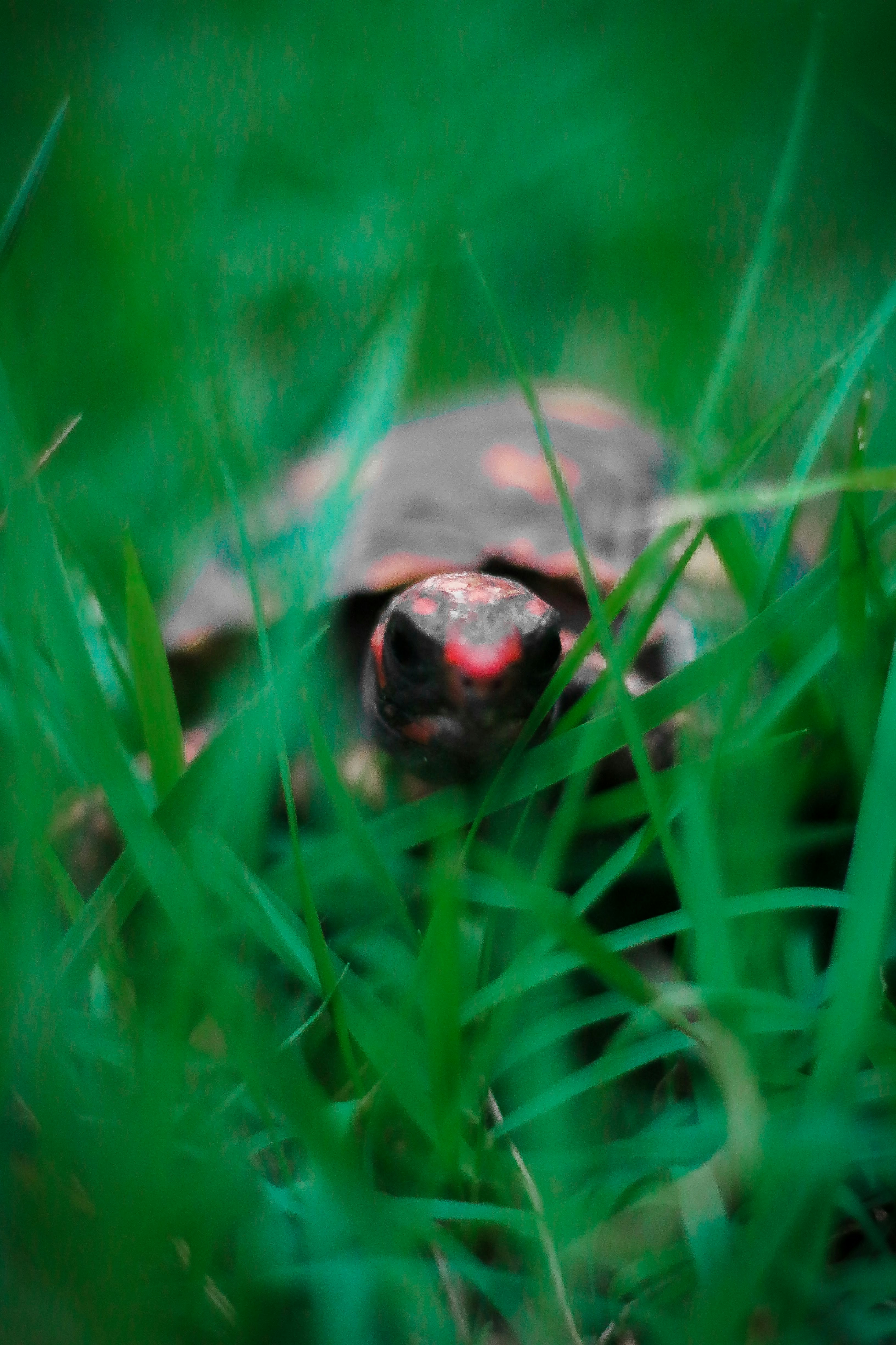 brown and black turtle on green grass during daytime
