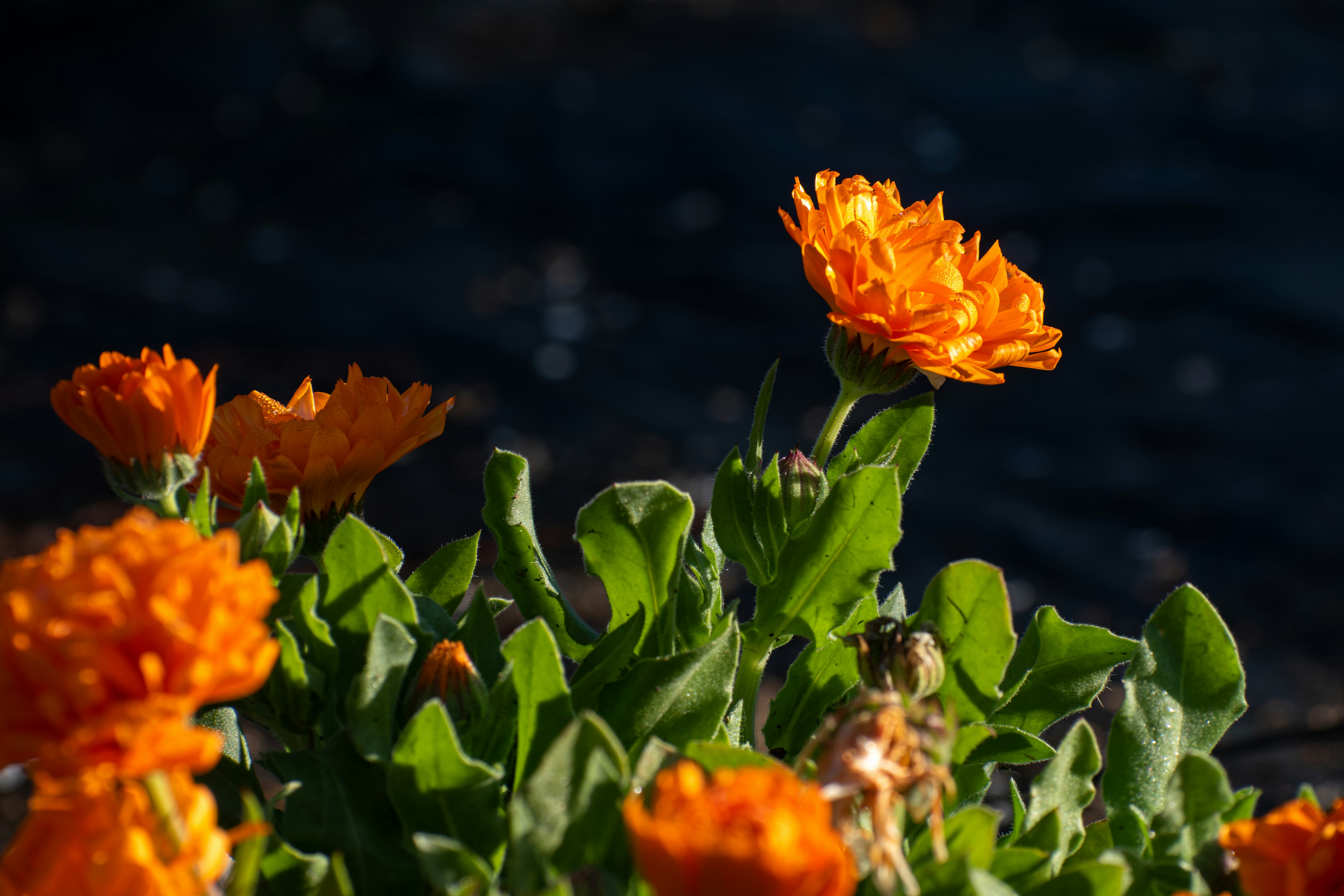 Amber Marigolds on a Velvet Riverbank