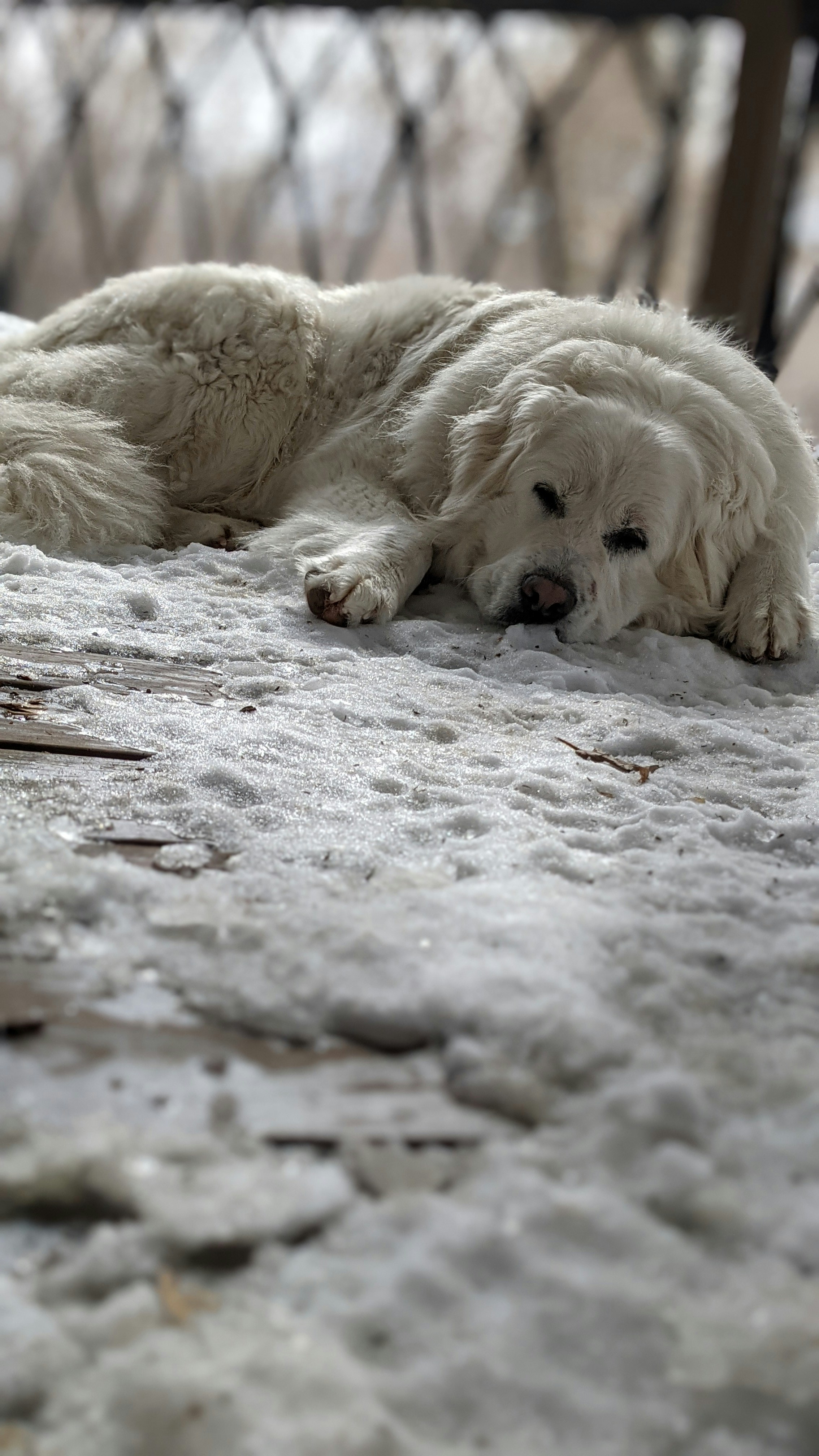 A fluffy white dog peacefully resting on a snowy surface, surrounded by a serene winter ambiance. The dog's relaxed posture adds a sense of calm to the scene.