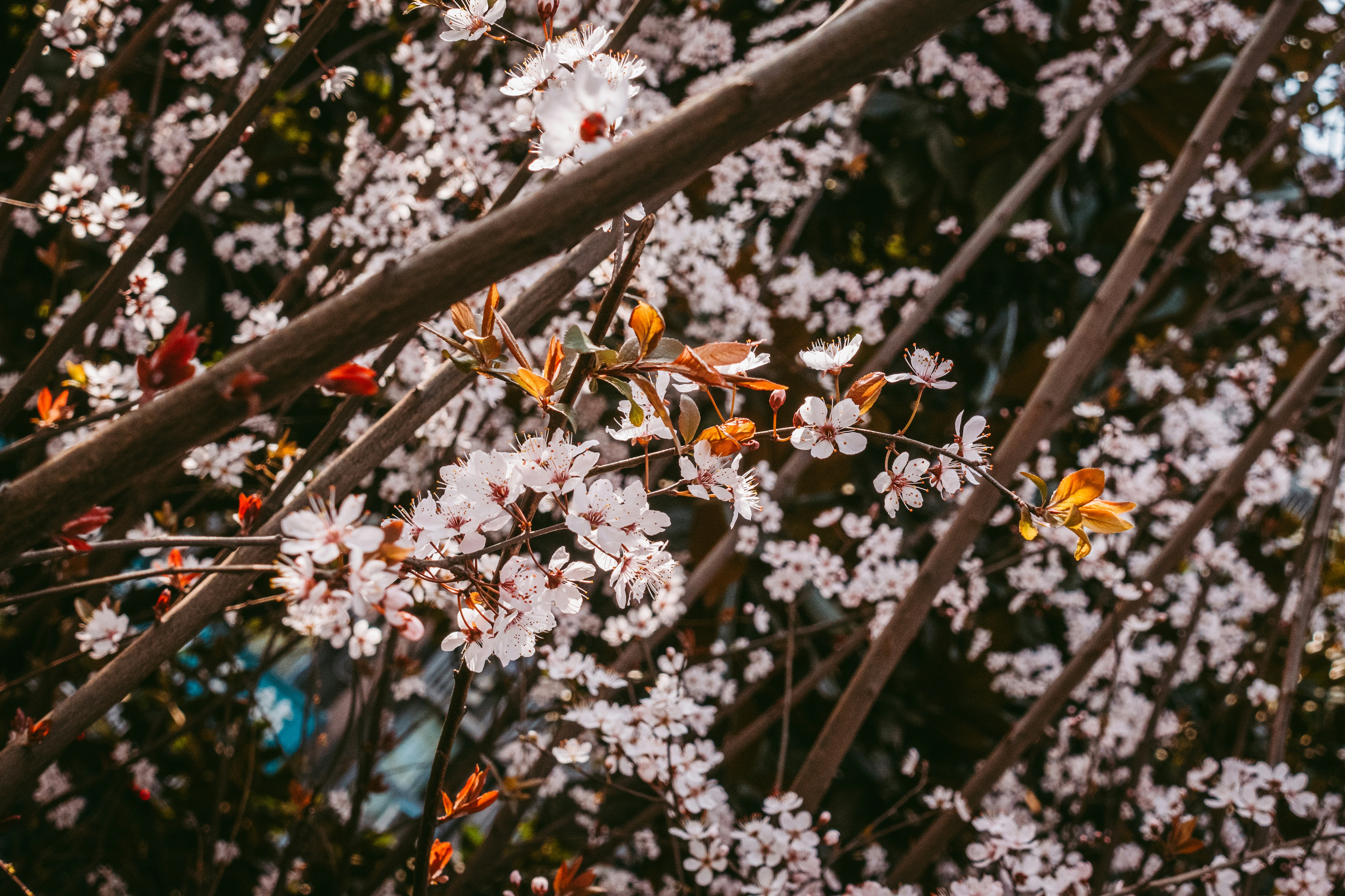 Petals on a Diagonal Lattice: Spring Quiet in Bloom