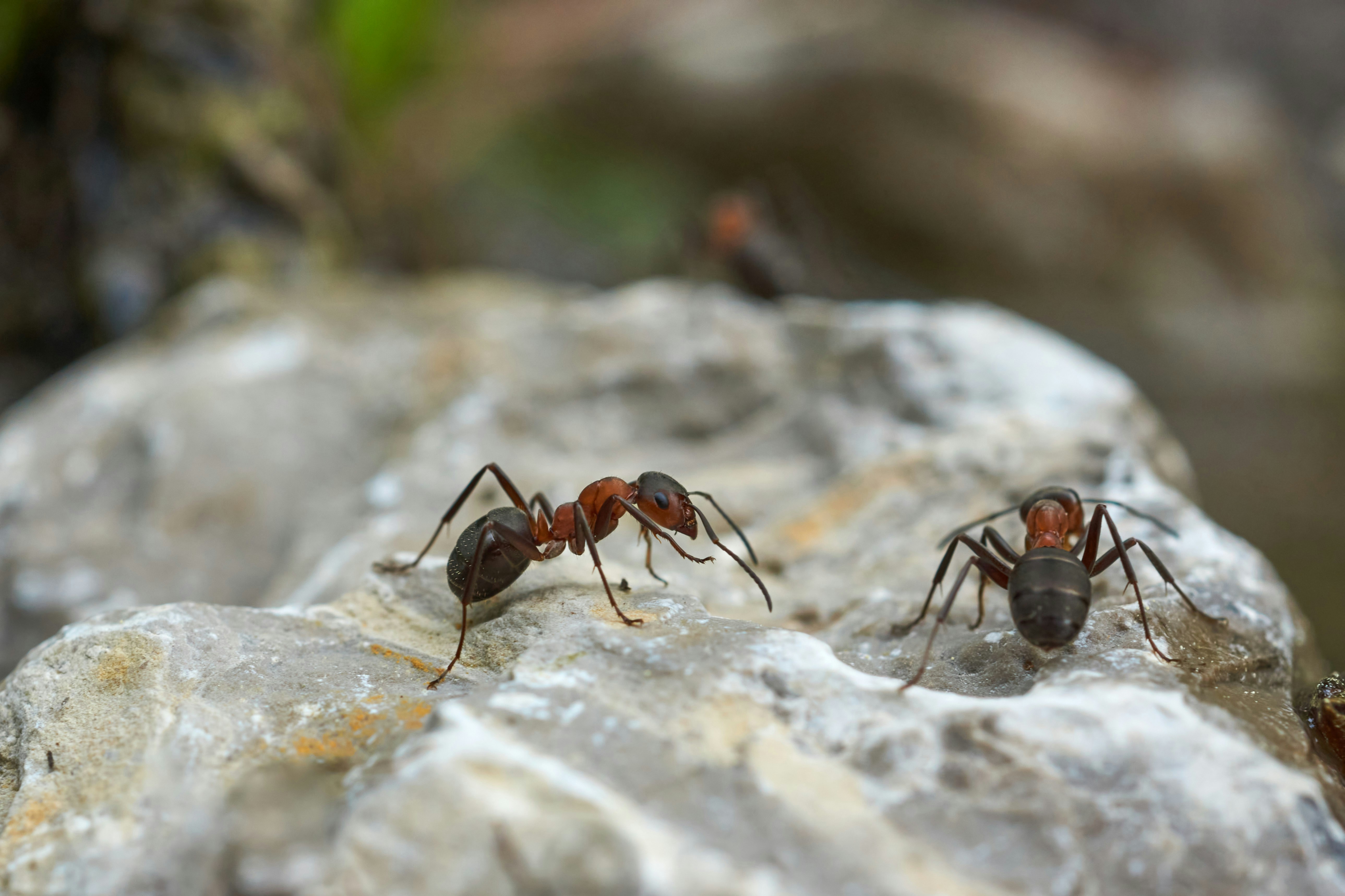 Two ants navigating a textured rock surface near water, showcasing their intricate details and natural behavior.