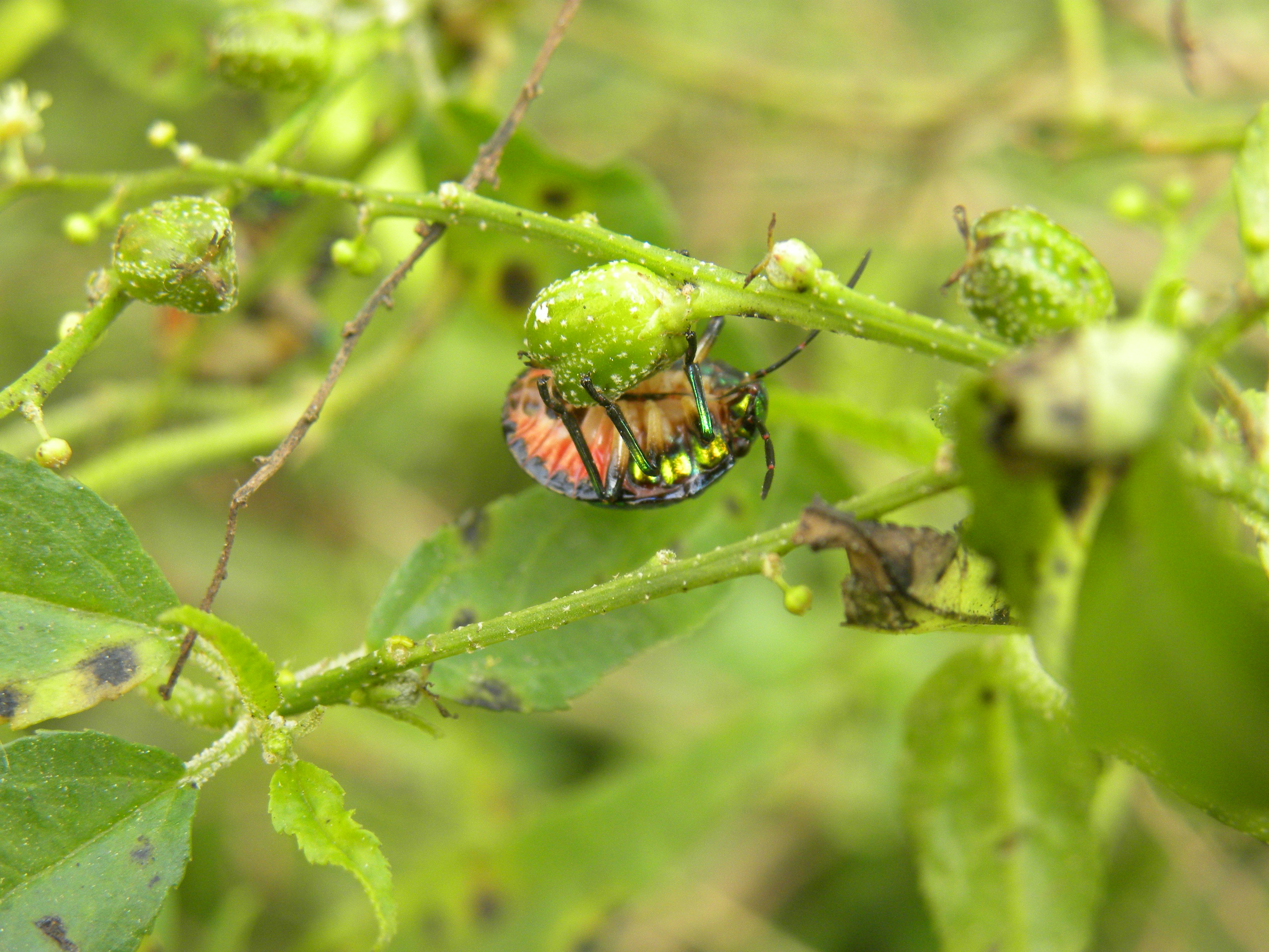 A colorful beetle clings to a green stem amidst budding fruit, showcasing the beauty of nature's details.