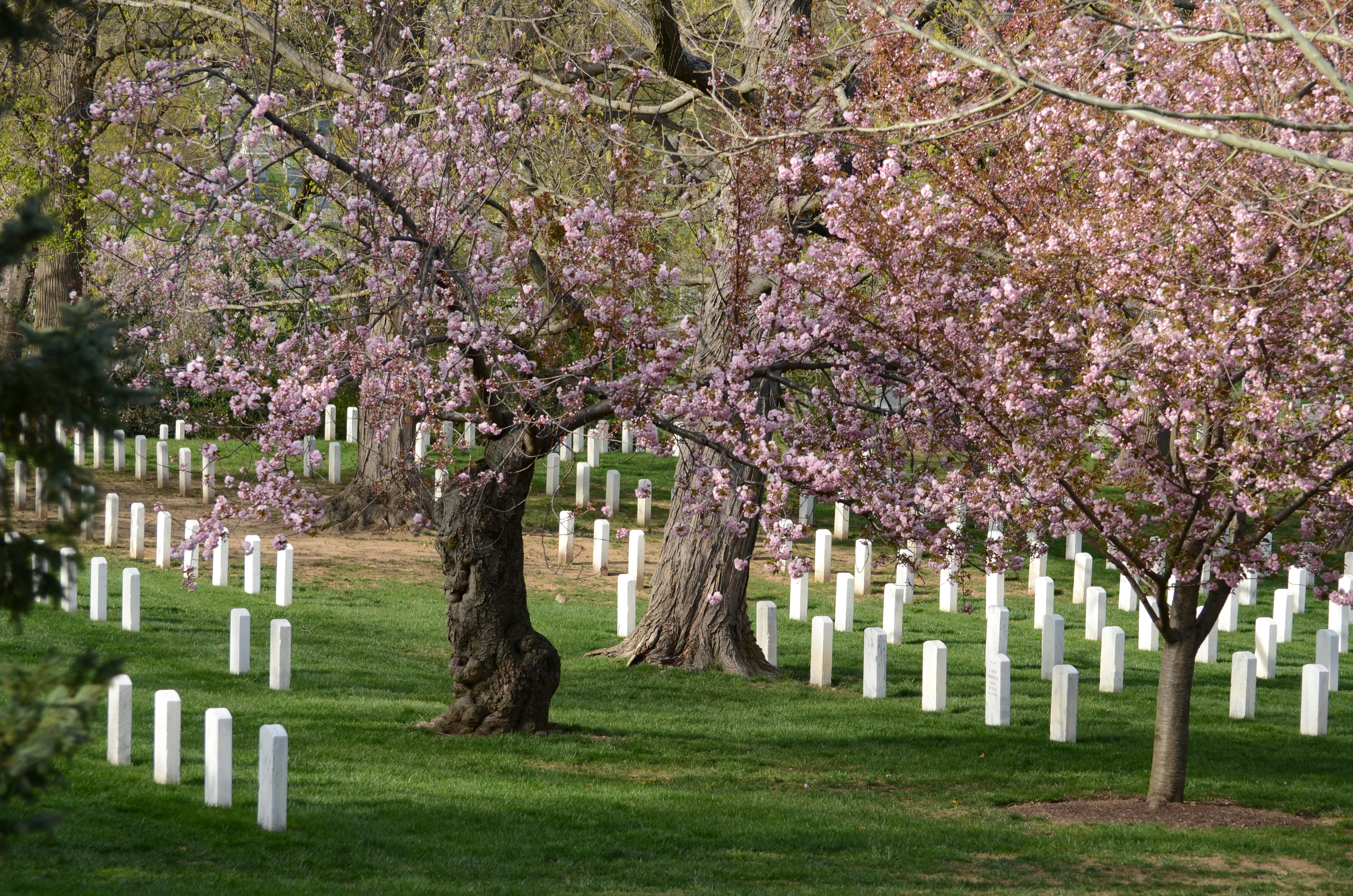 Whispers of Remembrance Amidst Blossoms