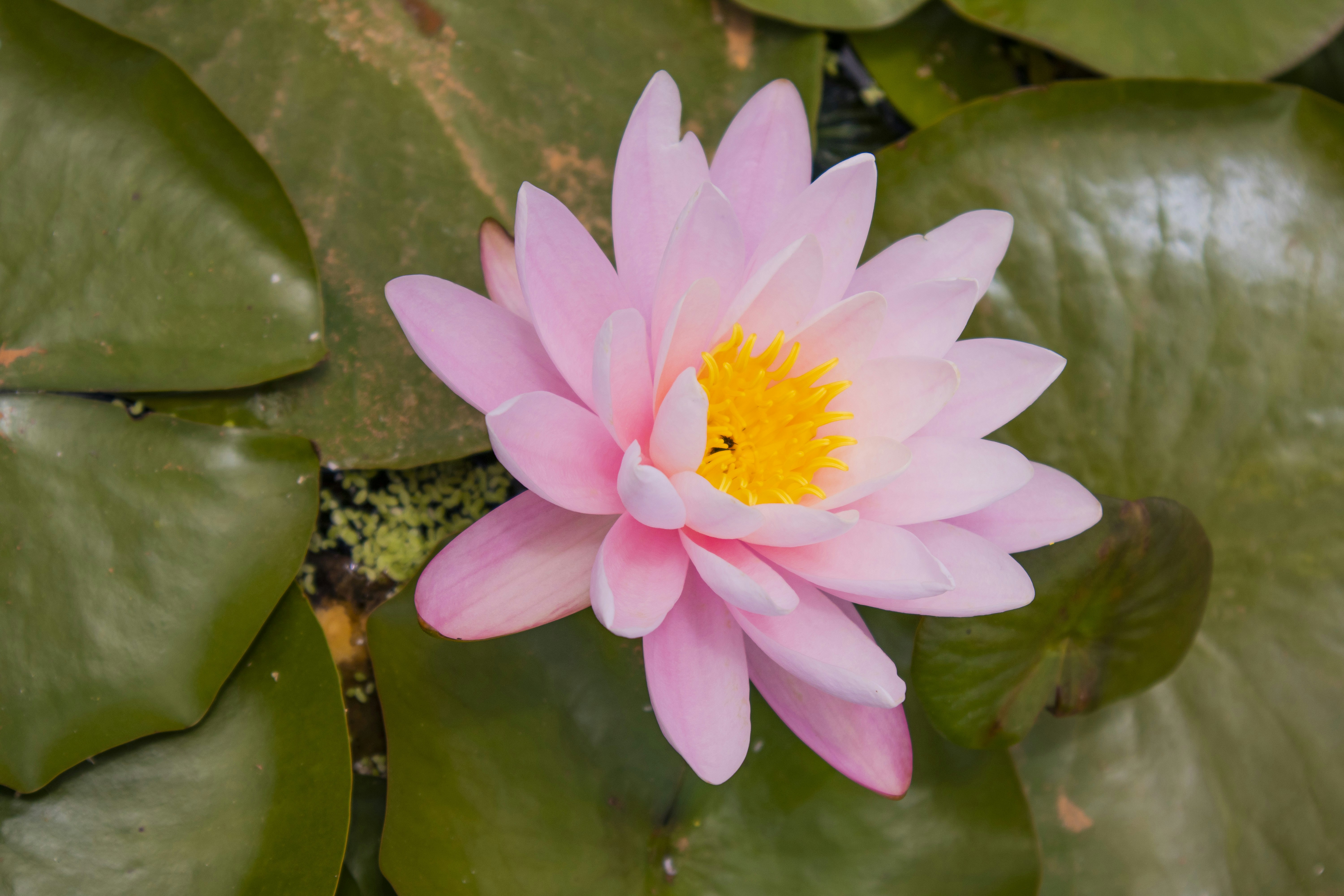 Pink Water Lily Bloom Framed by Broad Green Pads