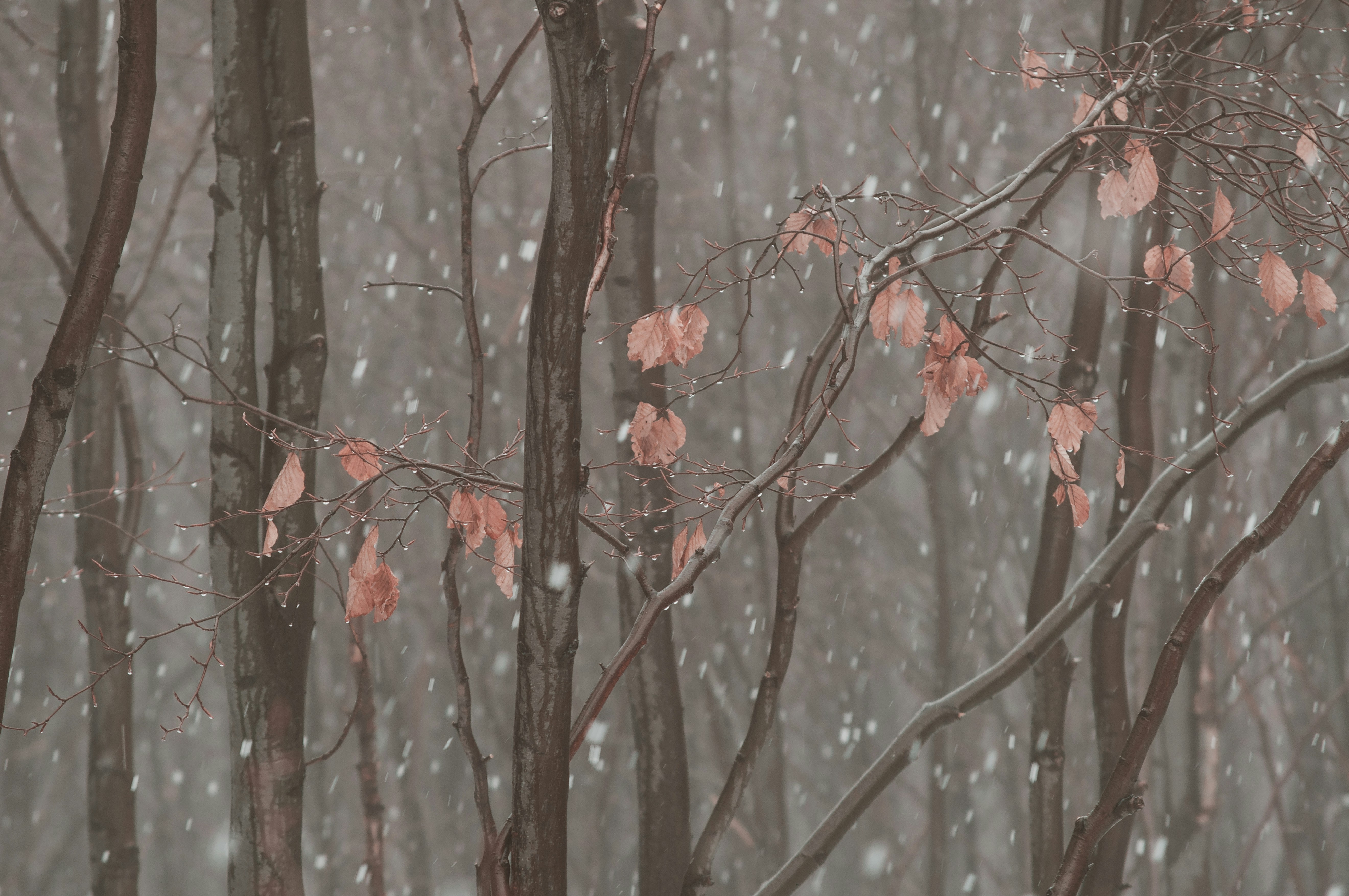 Rust-Colored Leaves Amid Snowfall in a Quiet Forest Corridor
