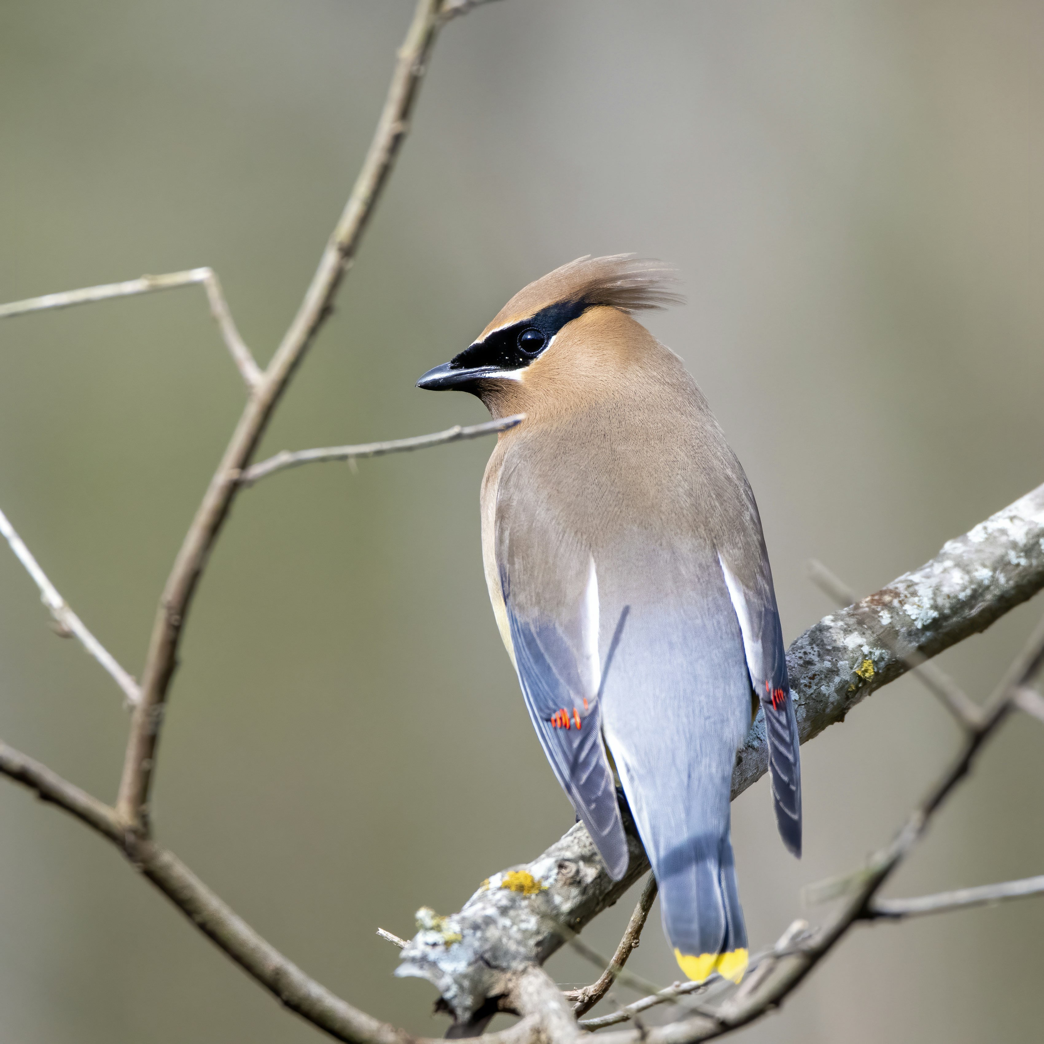 Crested Silence: Cedar Waxwing Perches on a Lichen-Wrapped Branch