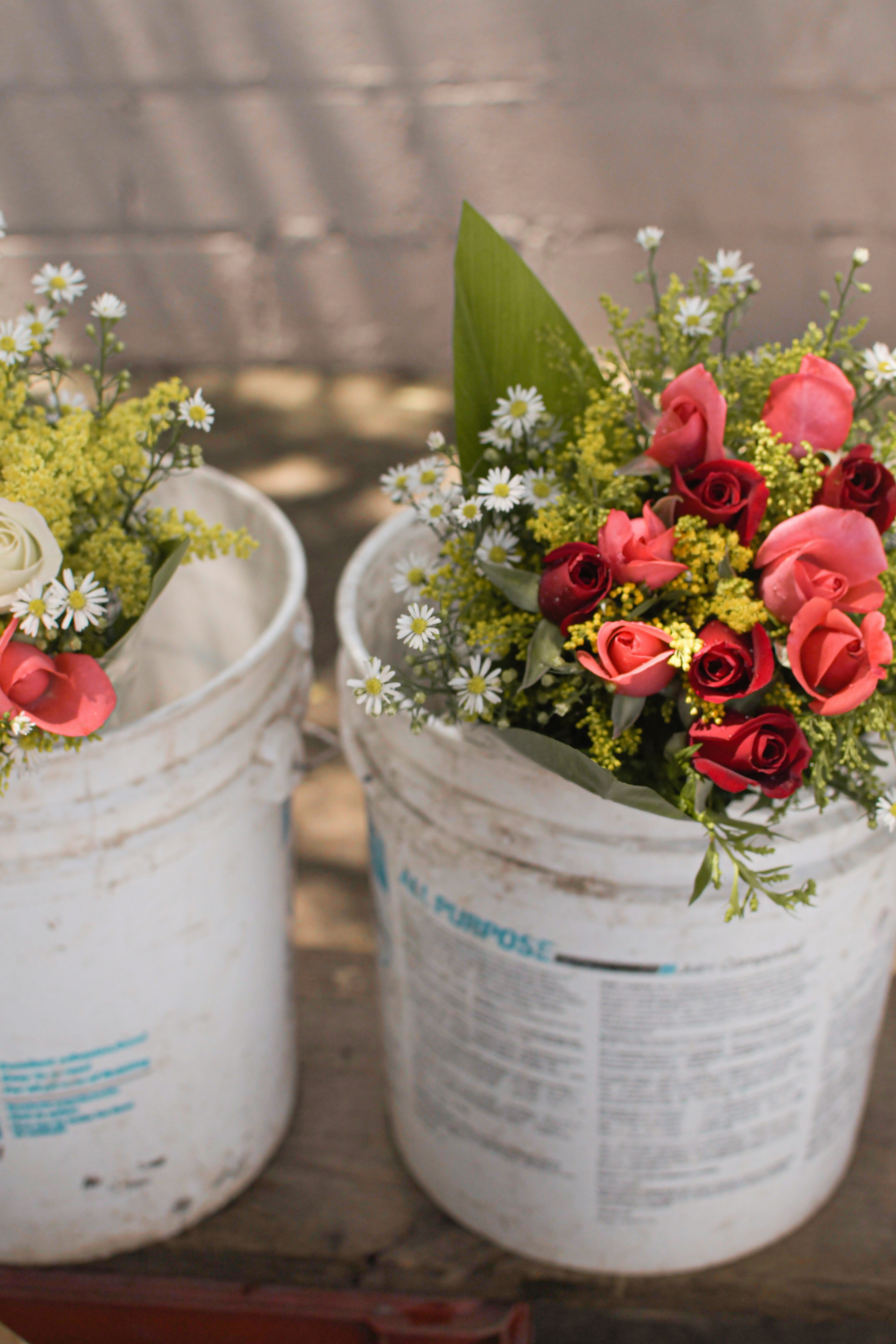 Crimson Roses and Daisies in White Buckets on Weathered Wood