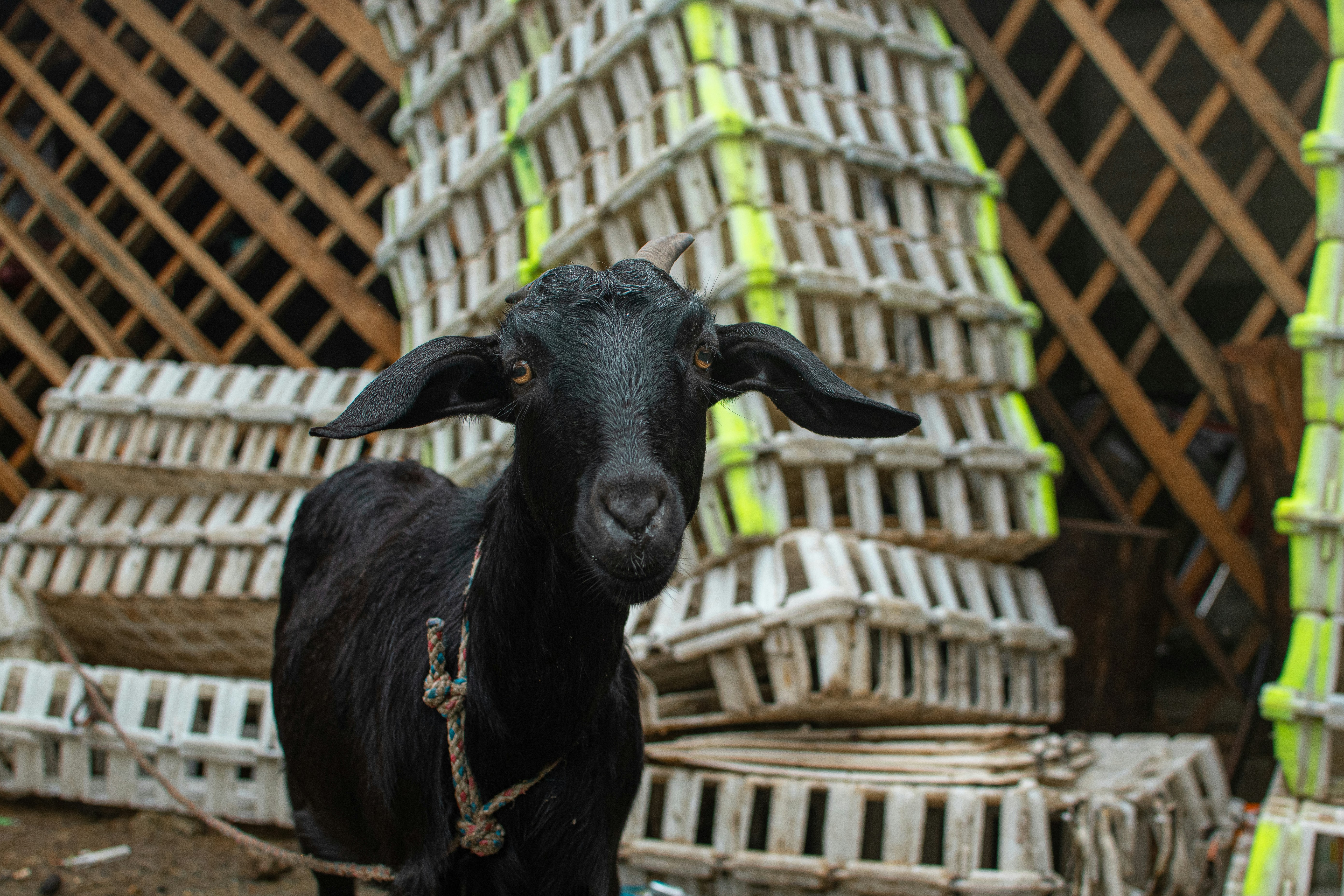 black cow on brown wooden fence during daytime