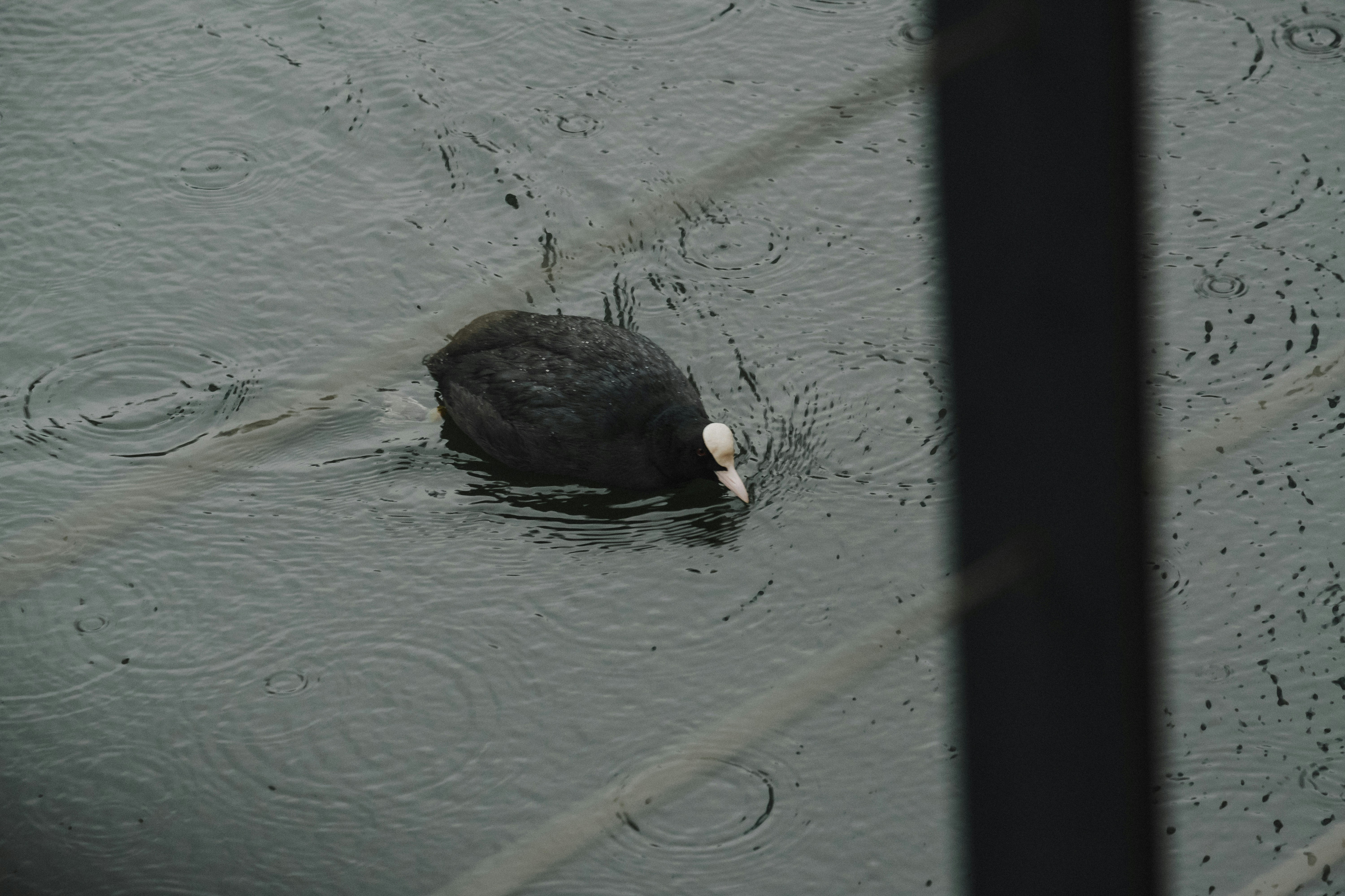 Pale-Nosed Wanderer Gliding Through Gray Ripples Under a Dock