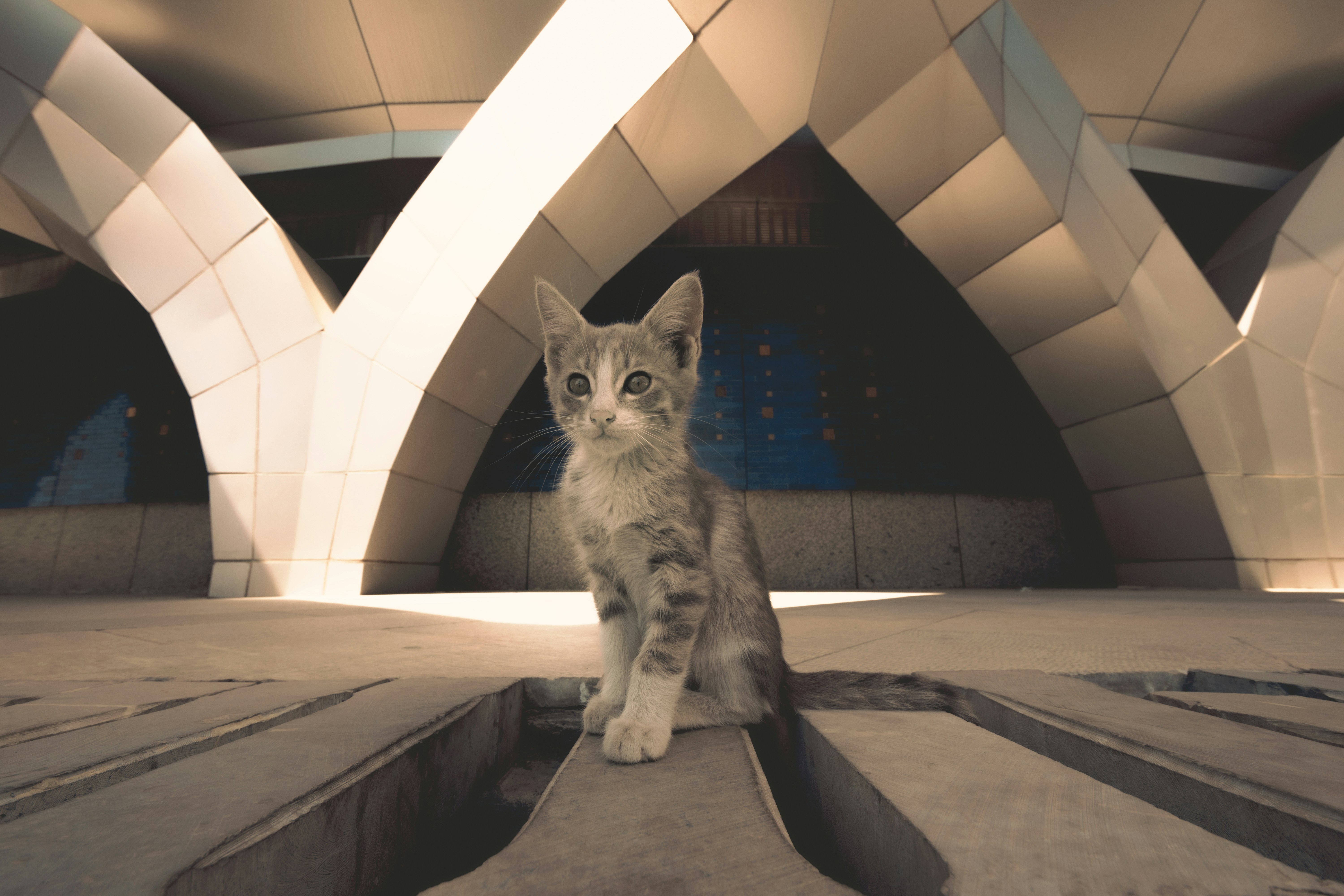 gray and white cat on white concrete building