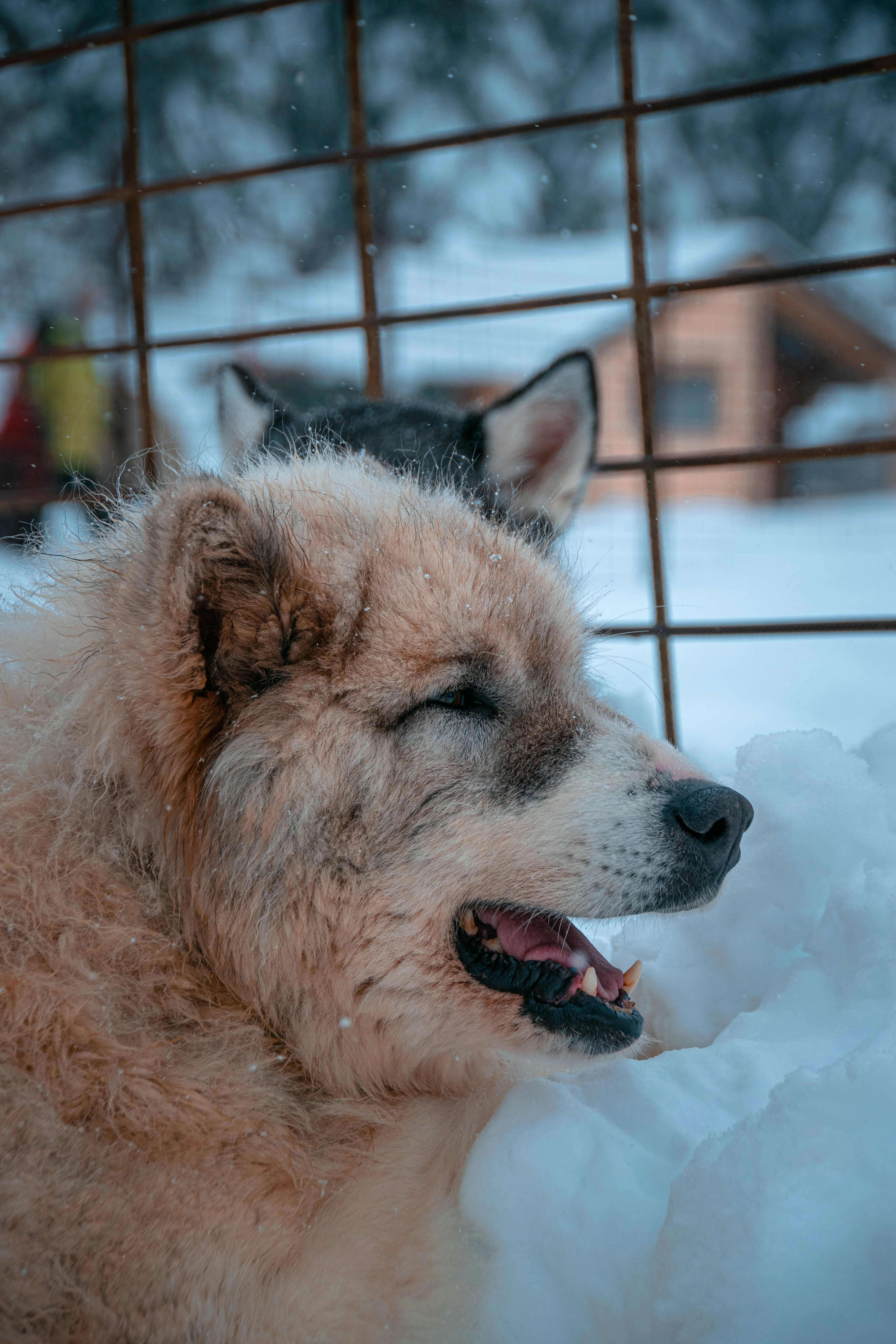 Arctic Wolf Pup In Snow