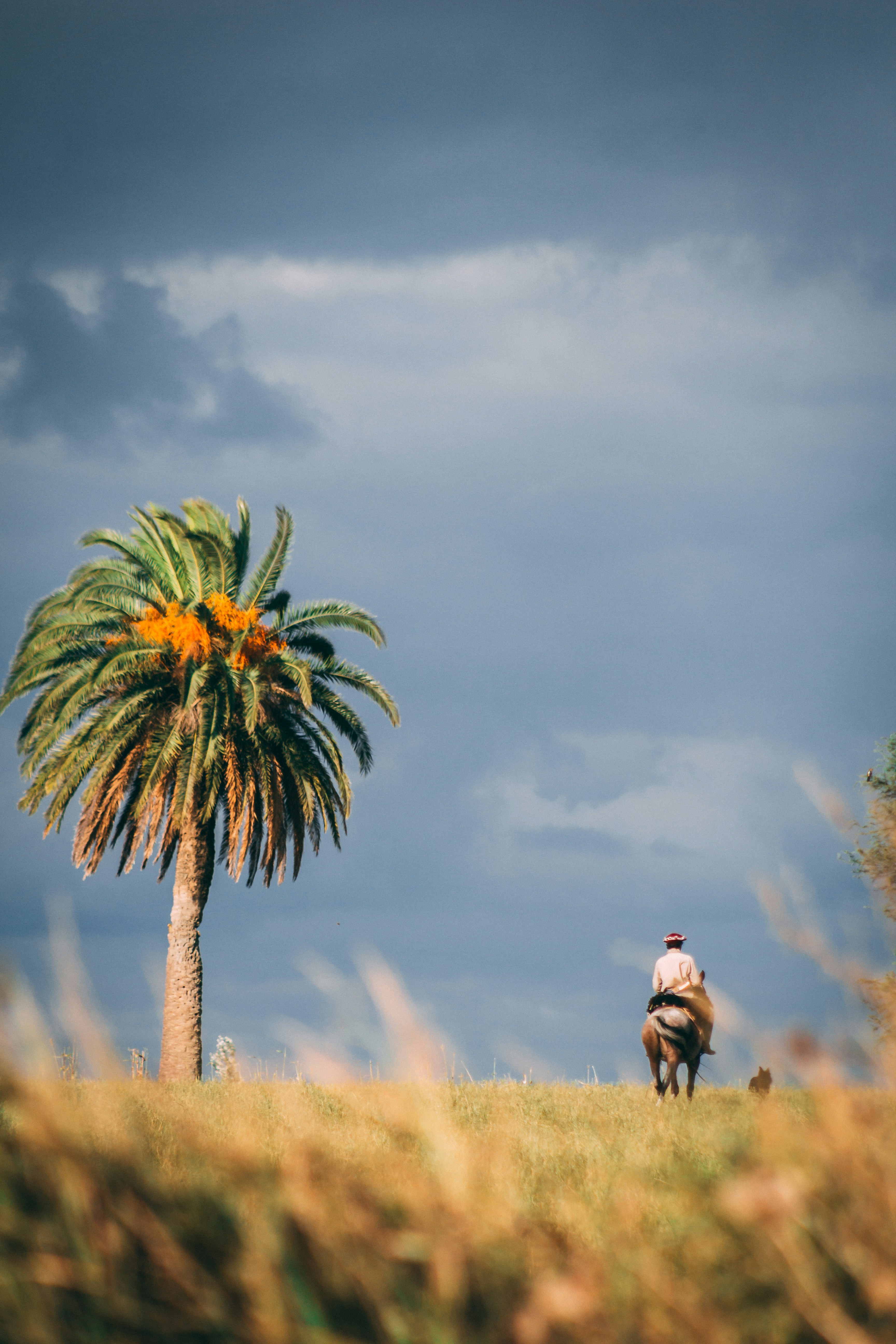  lone palm and rider: a quiet horizon under stormy skies