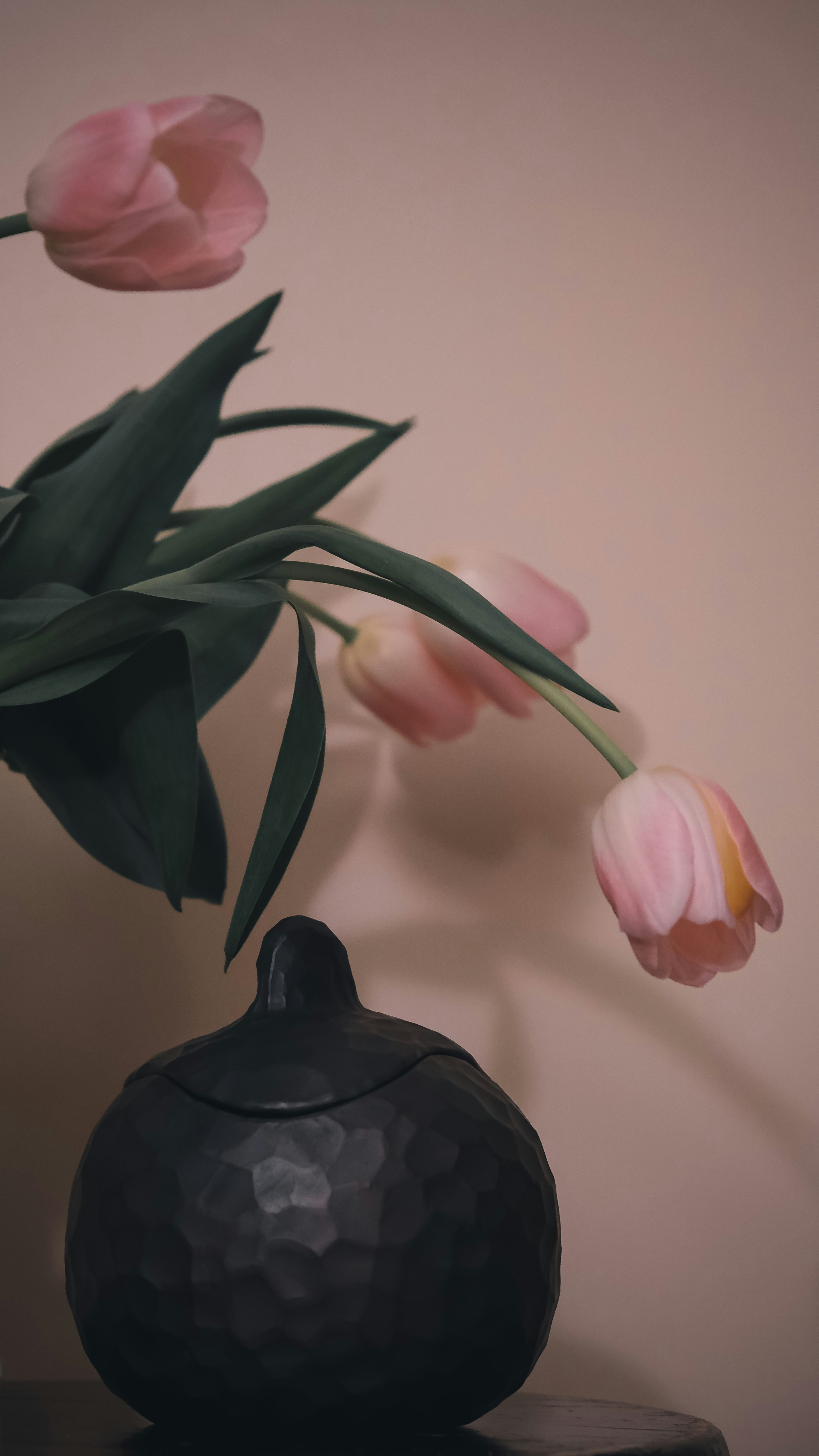 Black pot pink tulips 