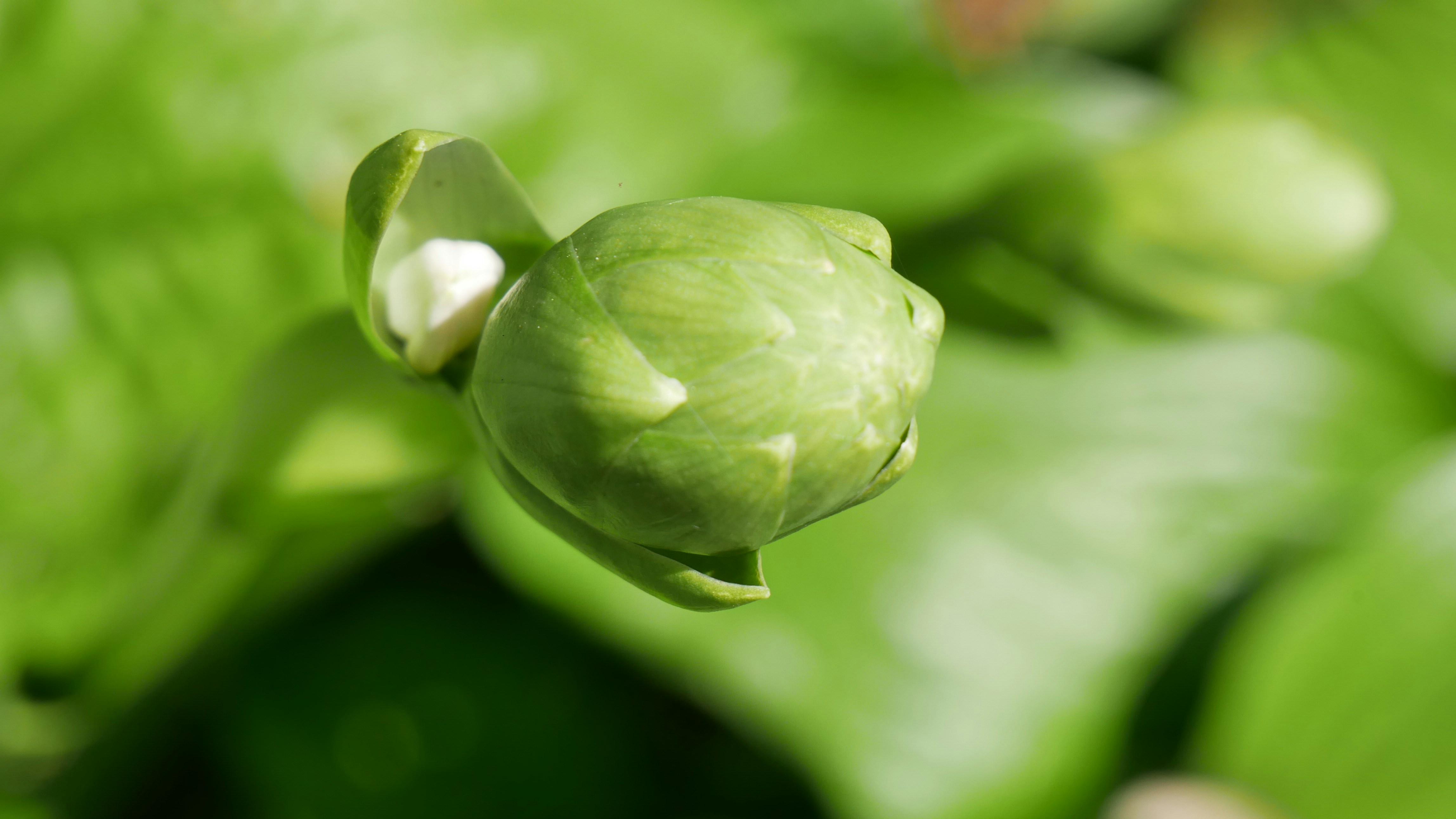Green flower bud in close up photography photo – Free Qc Image on Unsplash