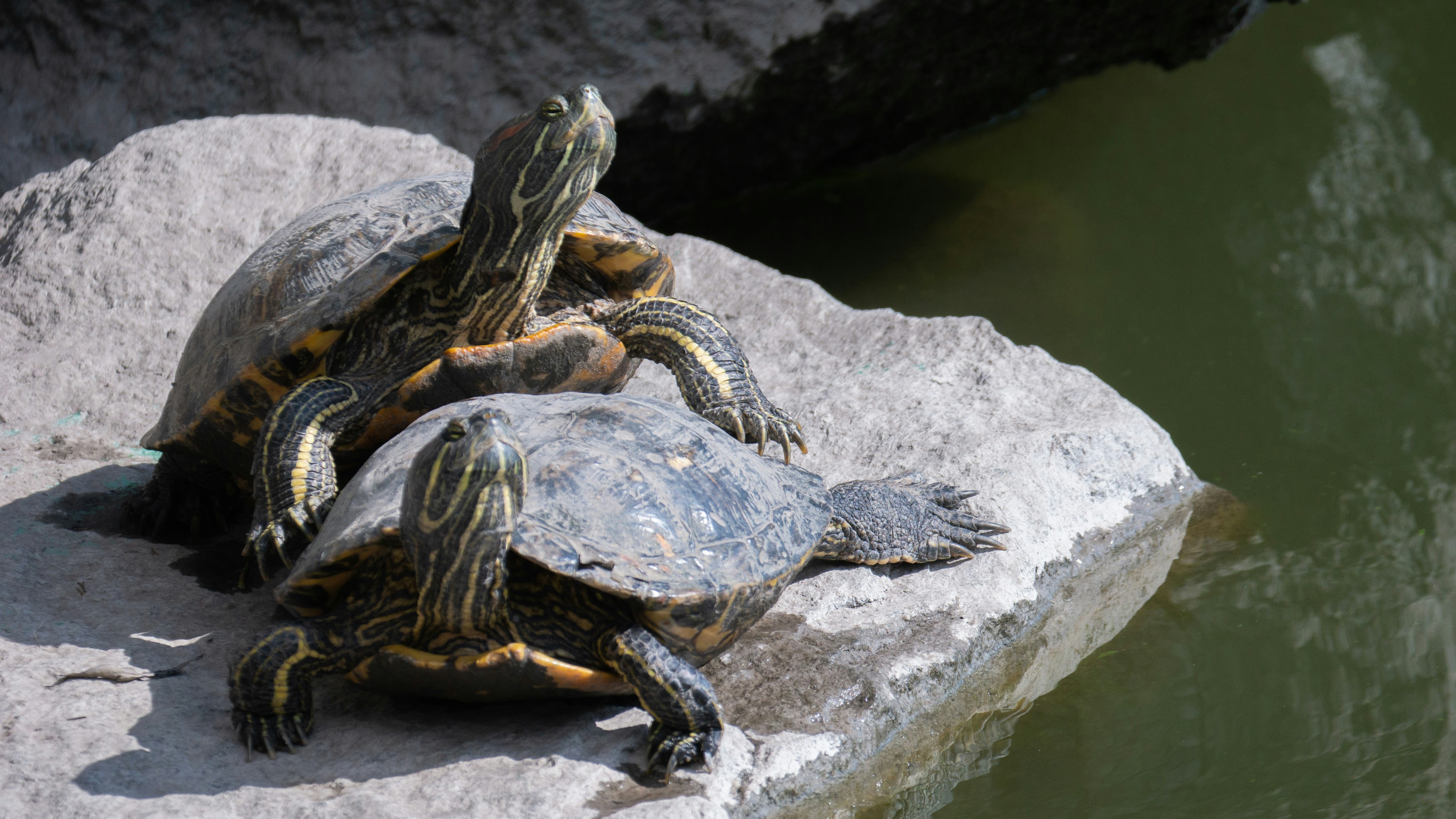 Three turtles basking on a sunlit rock beside a pond.