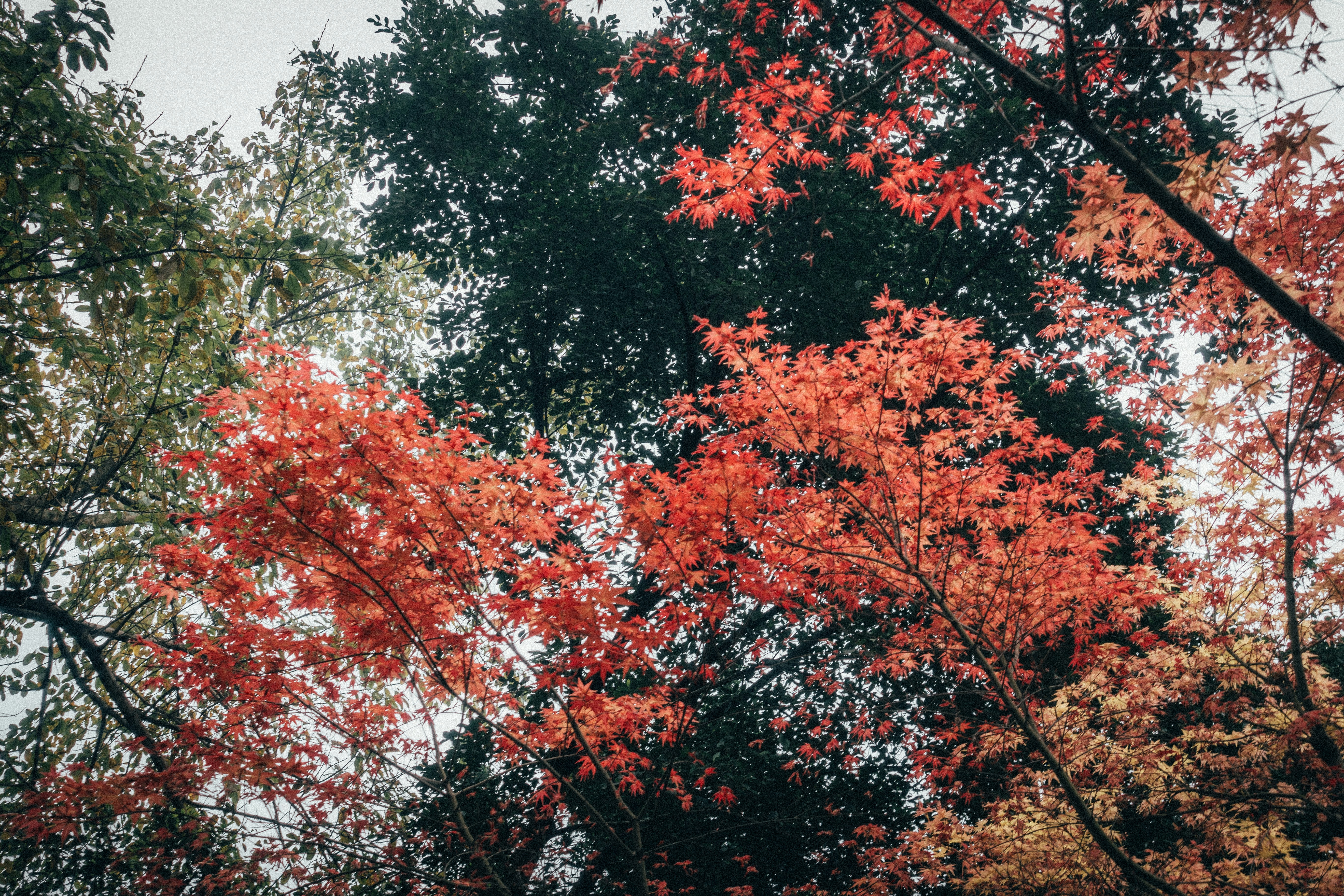 Orange leaves tree under blue sky during daytime photo – Free Chongqing ...