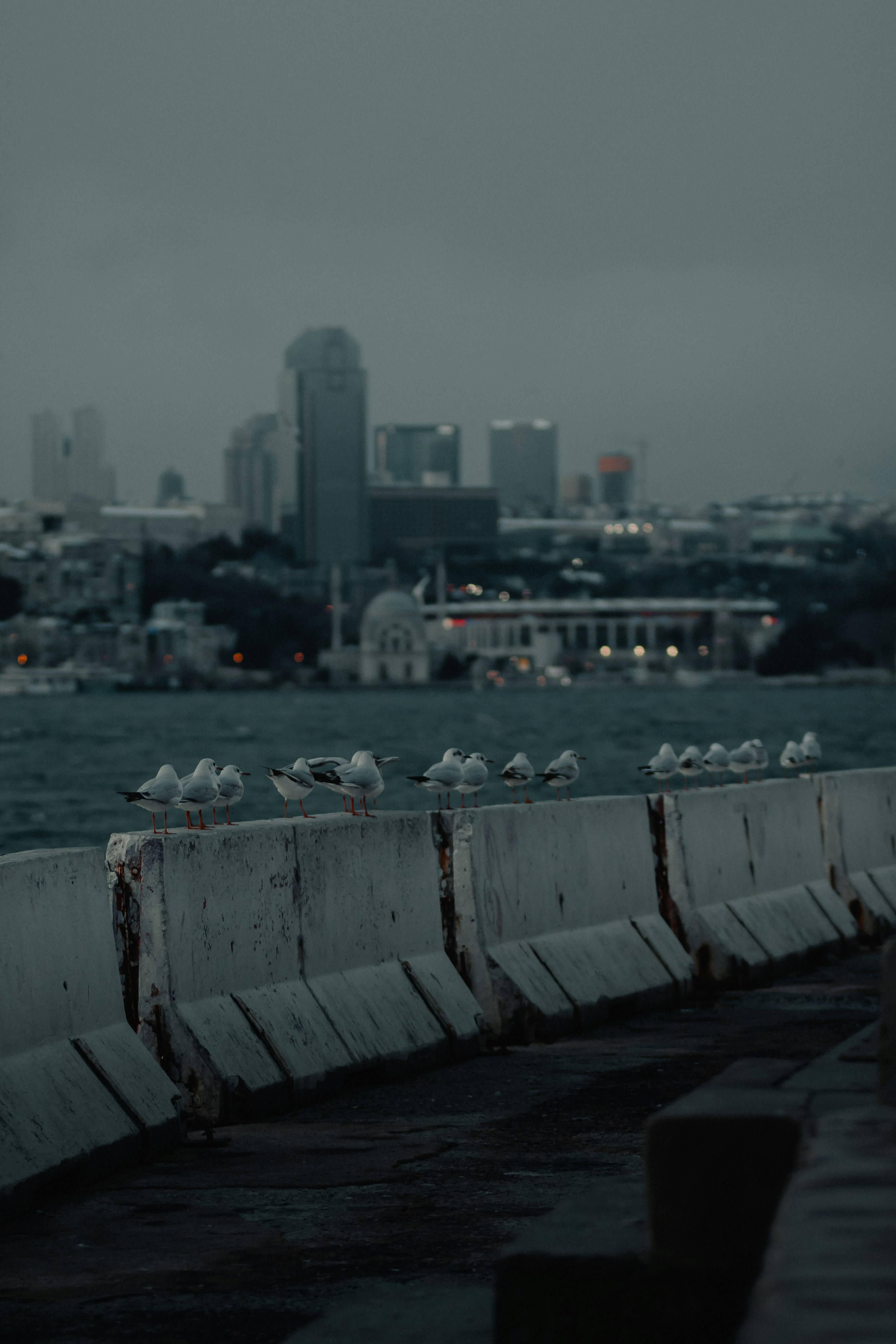 Seagulls on a Weathered Breakwater Beneath a Dusk-Blue City Skyline