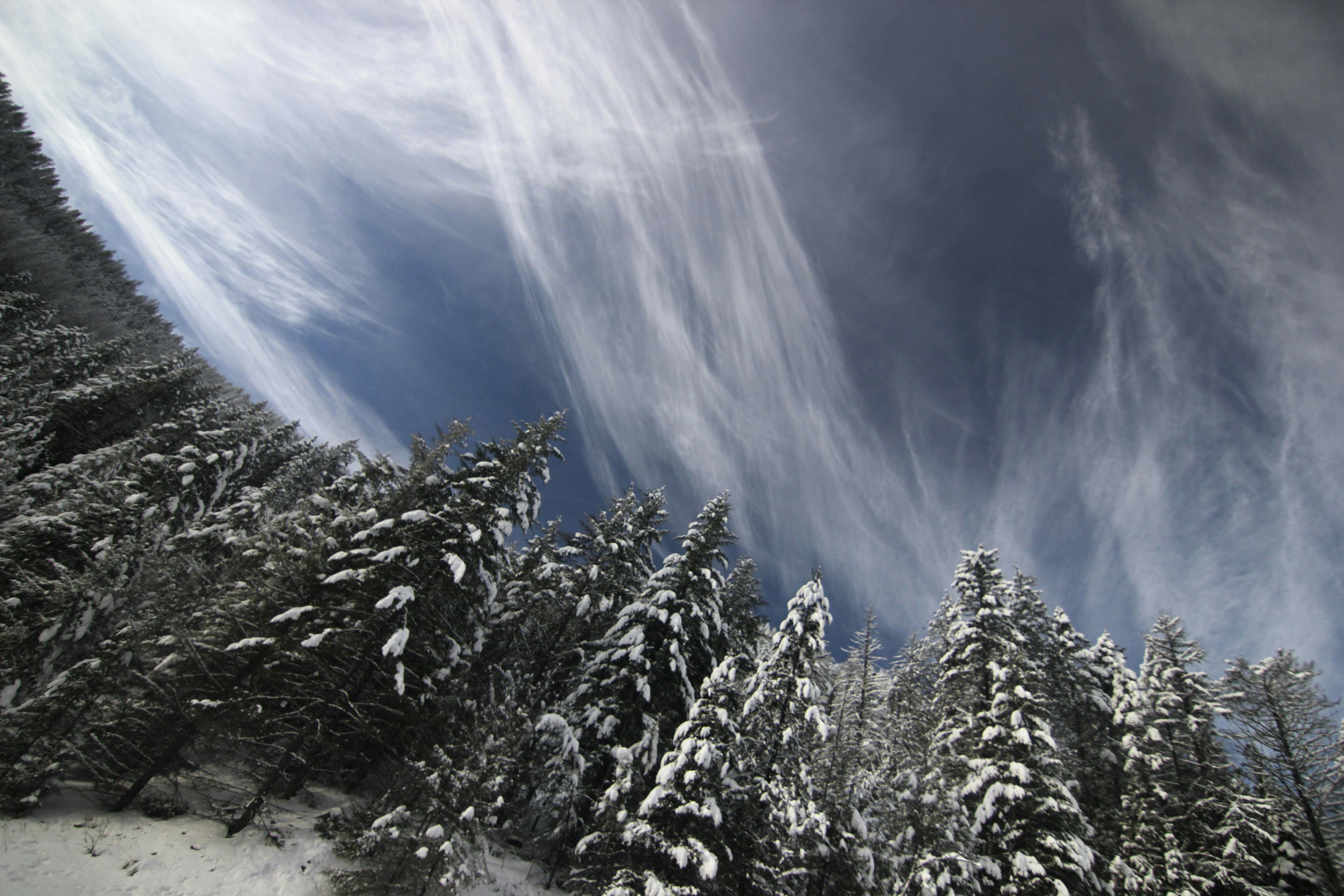Snowbound Pines Under a Quiet Winter Sky