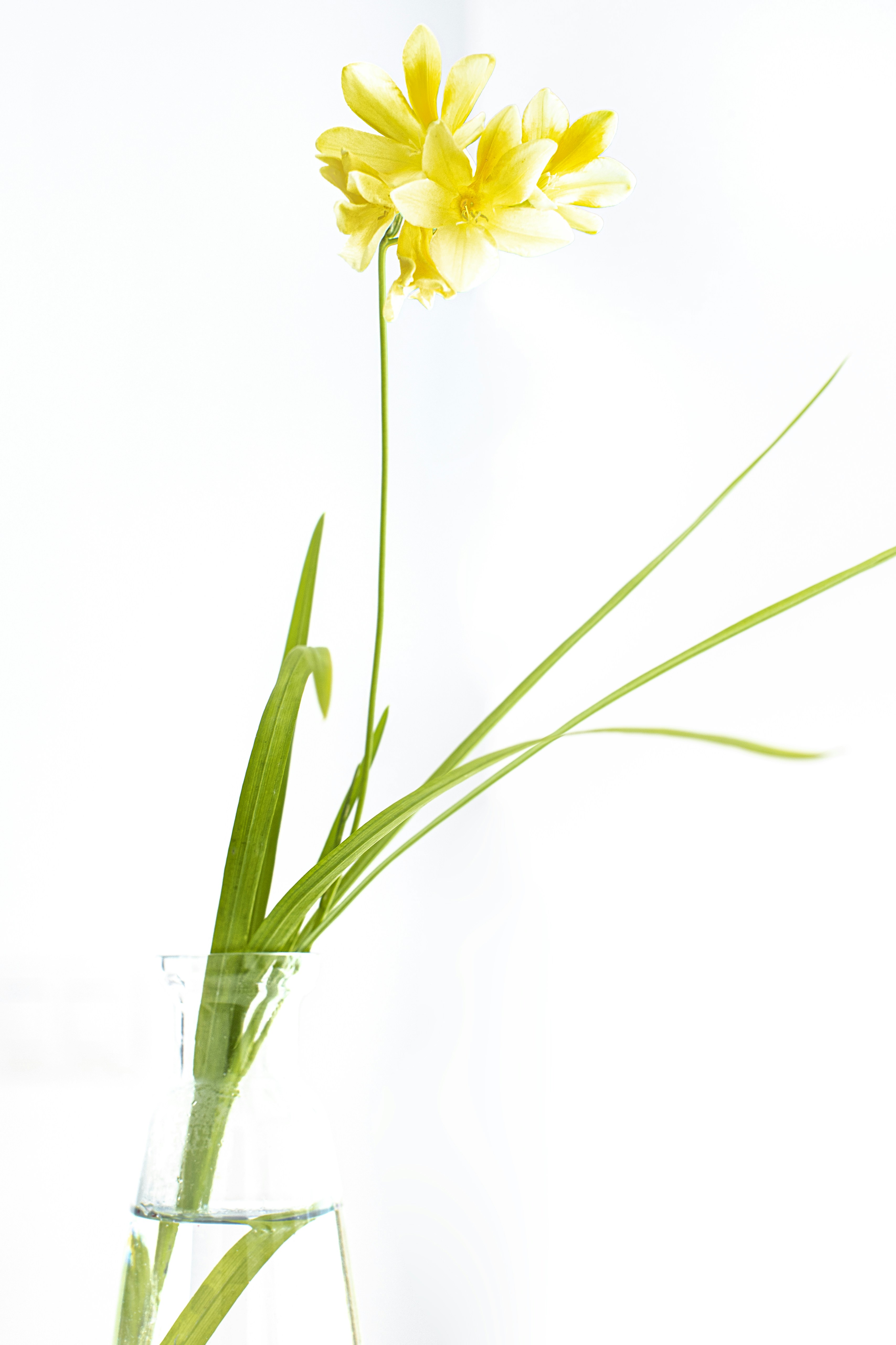 Studio photograph of a yellow daffodil in a glass vase against a bright white background.