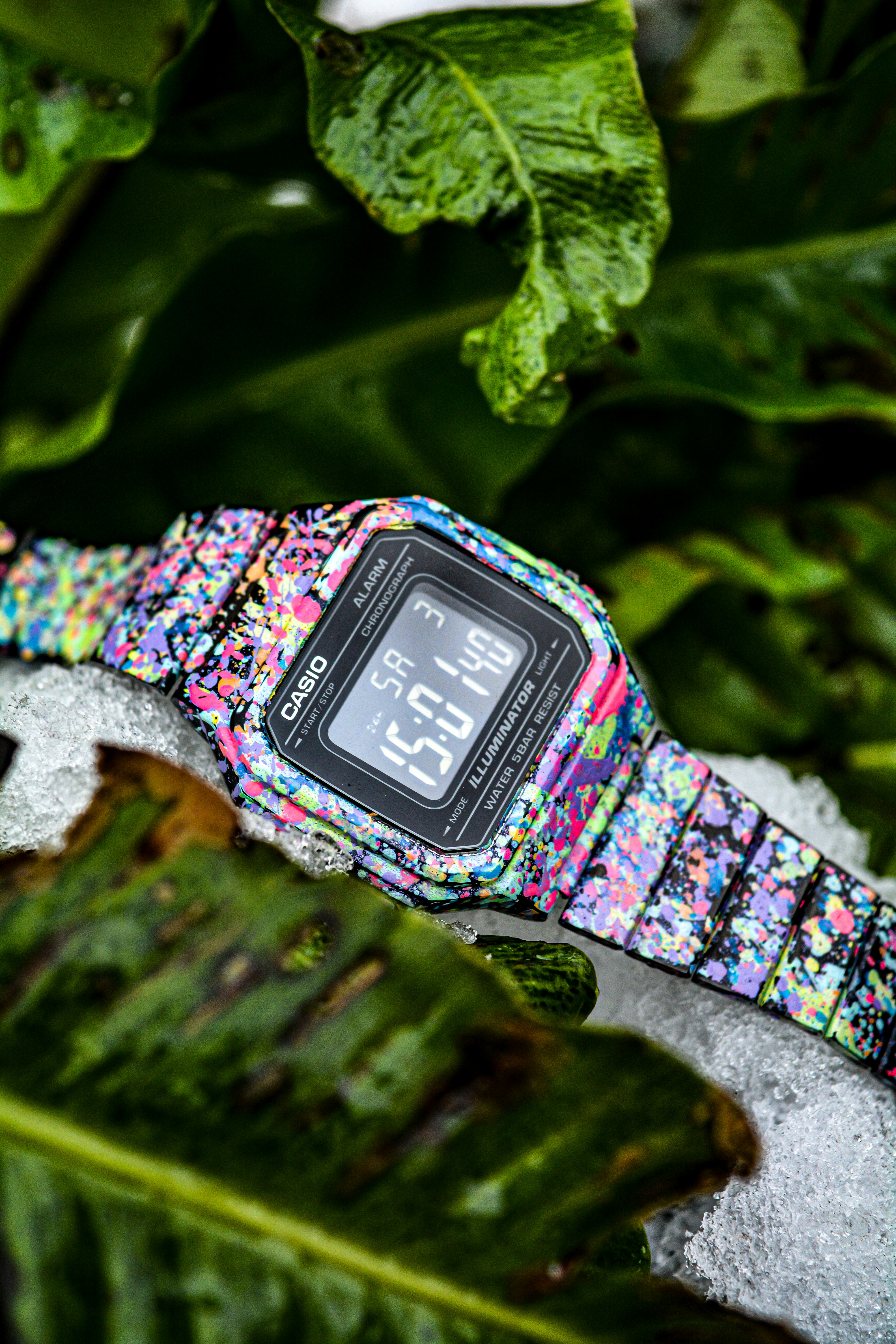 Floral Casio on Frosty Leaves: A Macro Portrait of Color and Texture