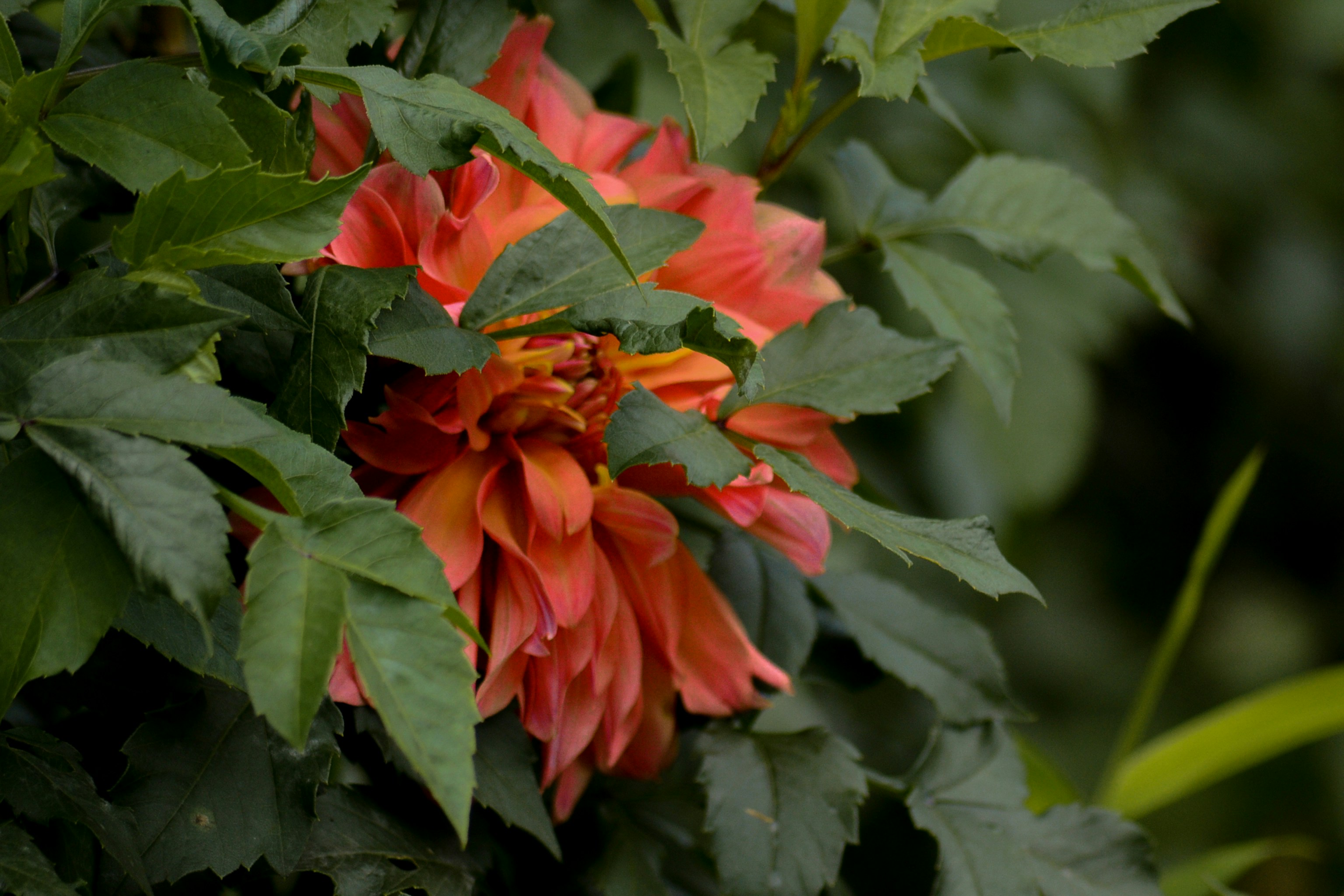 Ember Bloom in Emerald Lace: A Coral Dahlia Peeking Through