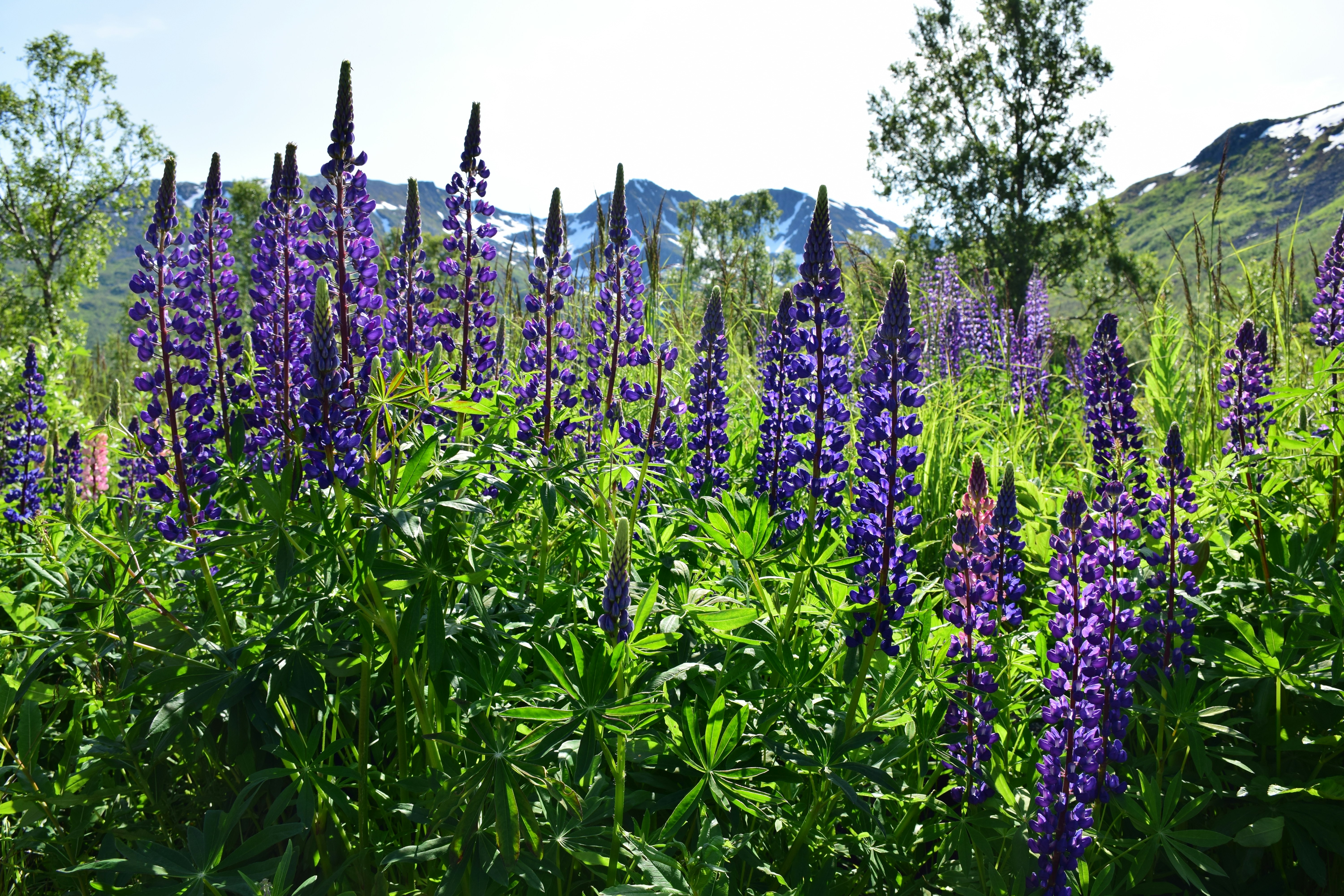 Lush field of vibrant purple lupines swaying gently in the breeze, framed by a backdrop of distant snow-capped mountains.