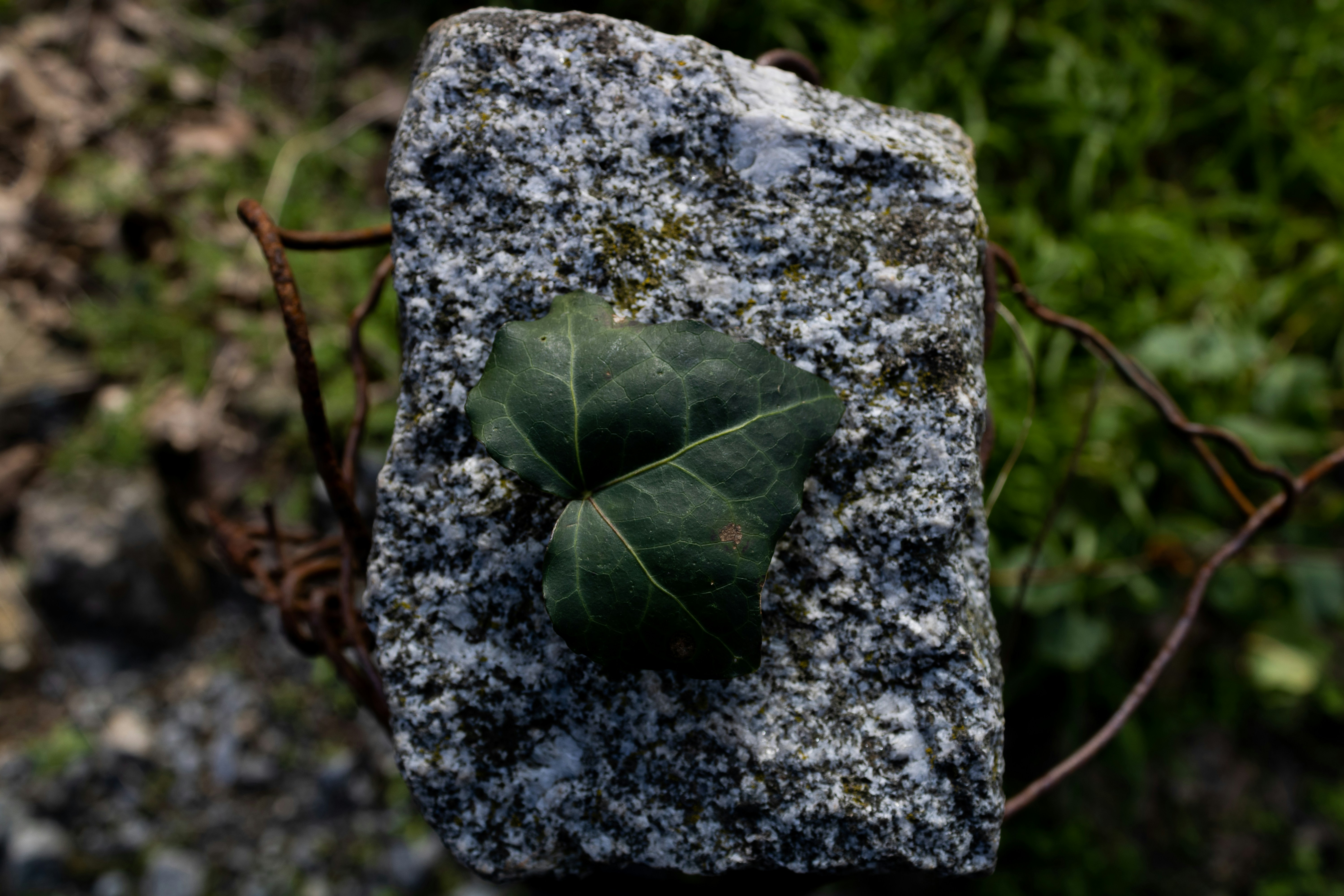 A green ivy leaf rests atop a rugged stone, surrounded by nature's greenery. The composition highlights the contrast between the organic and the inorganic.