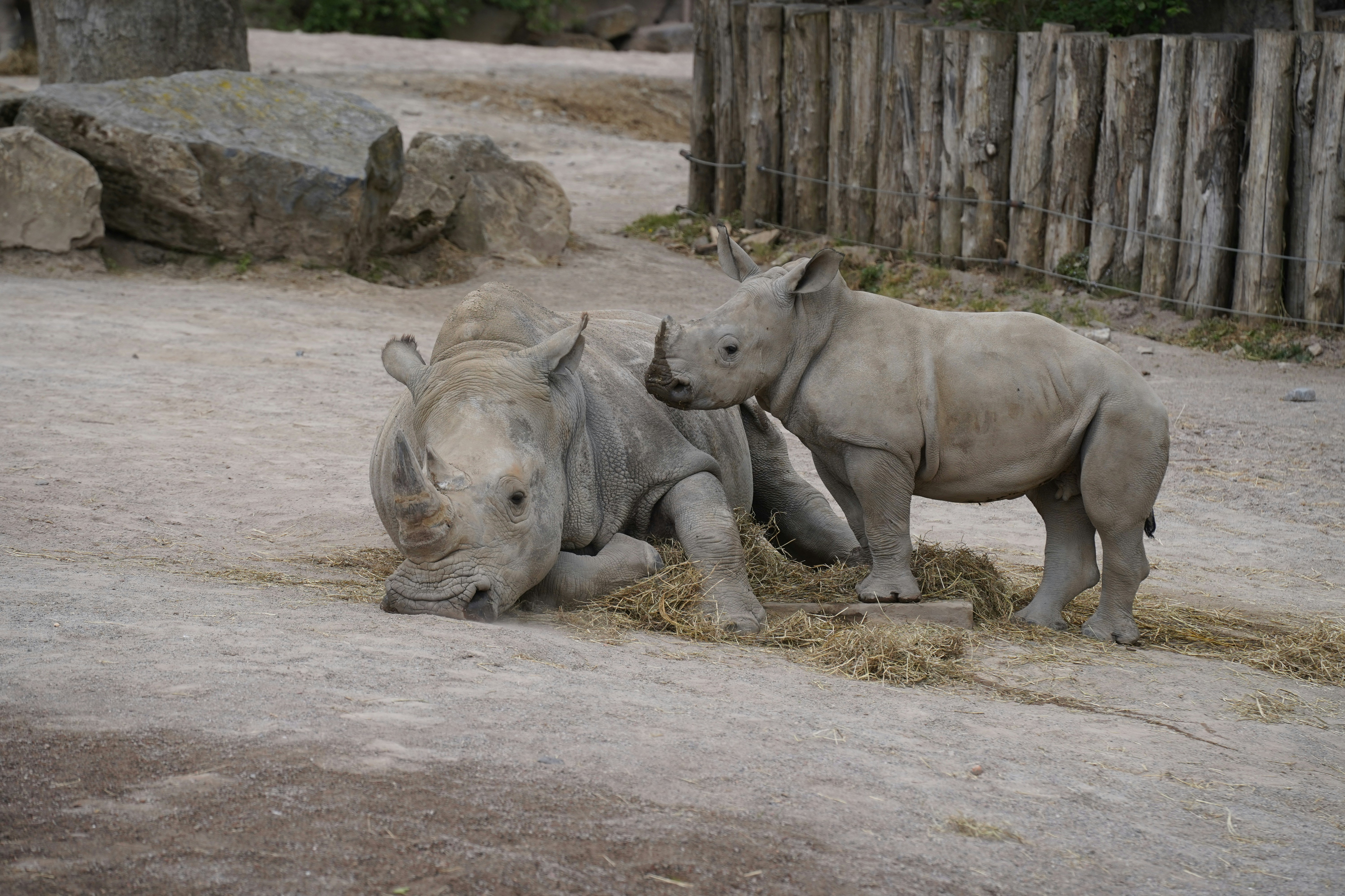 Gray rhinoceros on brown soil during daytime photo – Free Grey Image on ...