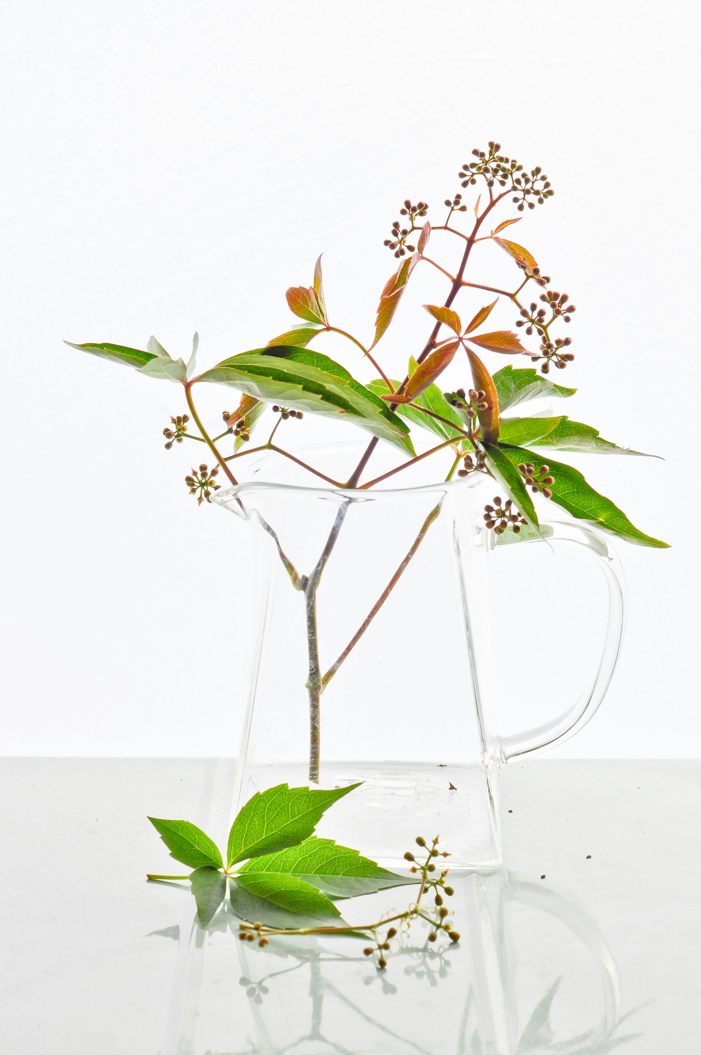 Verdant Sprigs in a Crystal Pitcher: A Quiet White Still Life