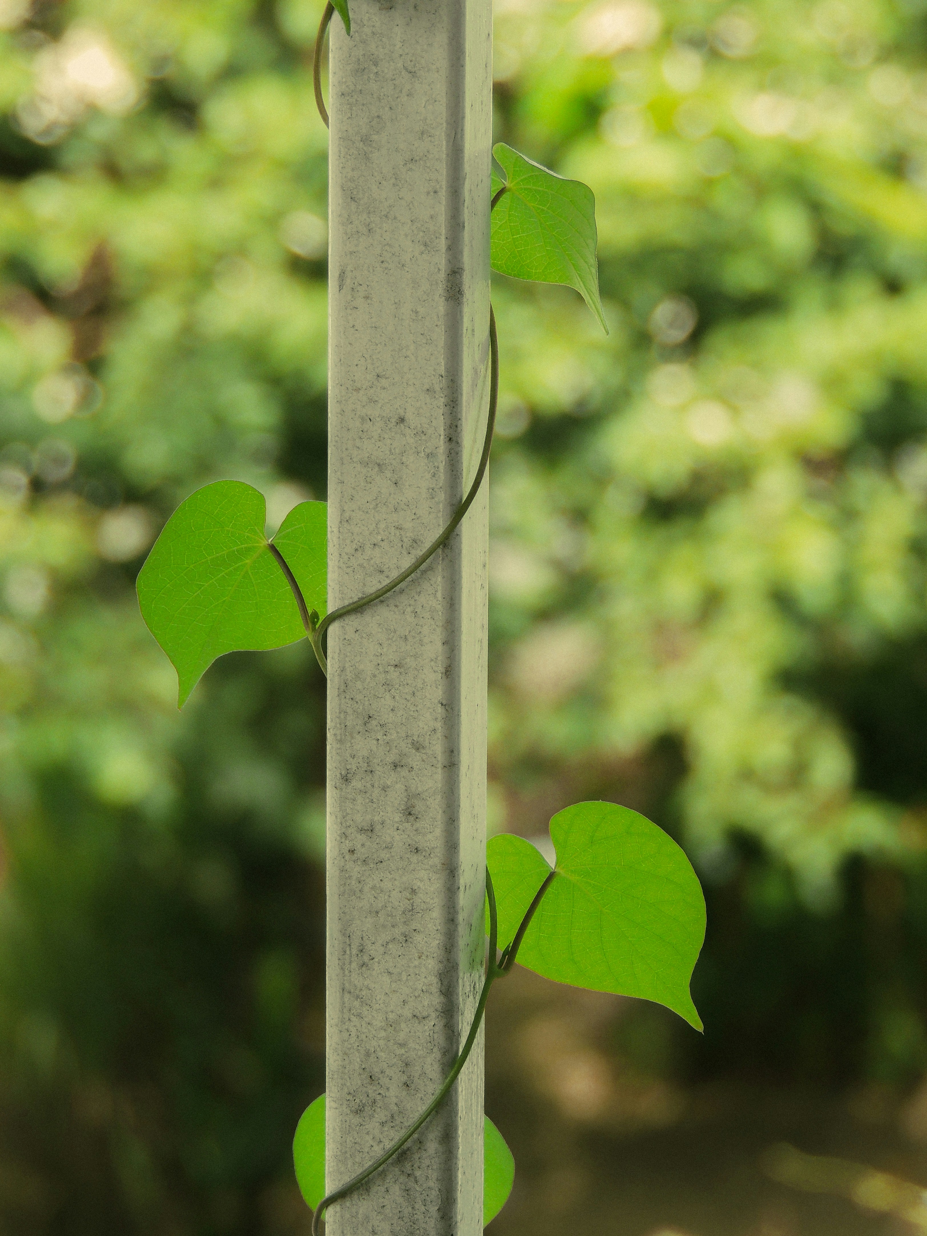 Verdant Climber Encircling a Weathered Steel Post