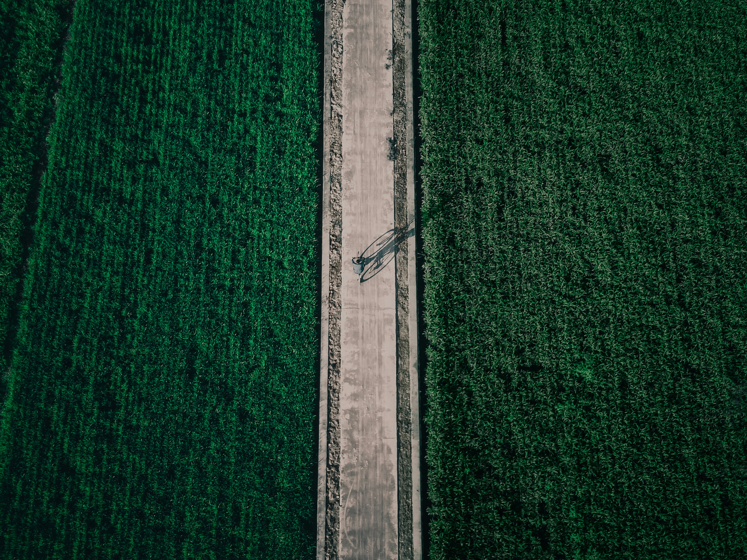 Aerial drone photograph of a lone drone on a narrow dirt path flanked by emerald fields.
