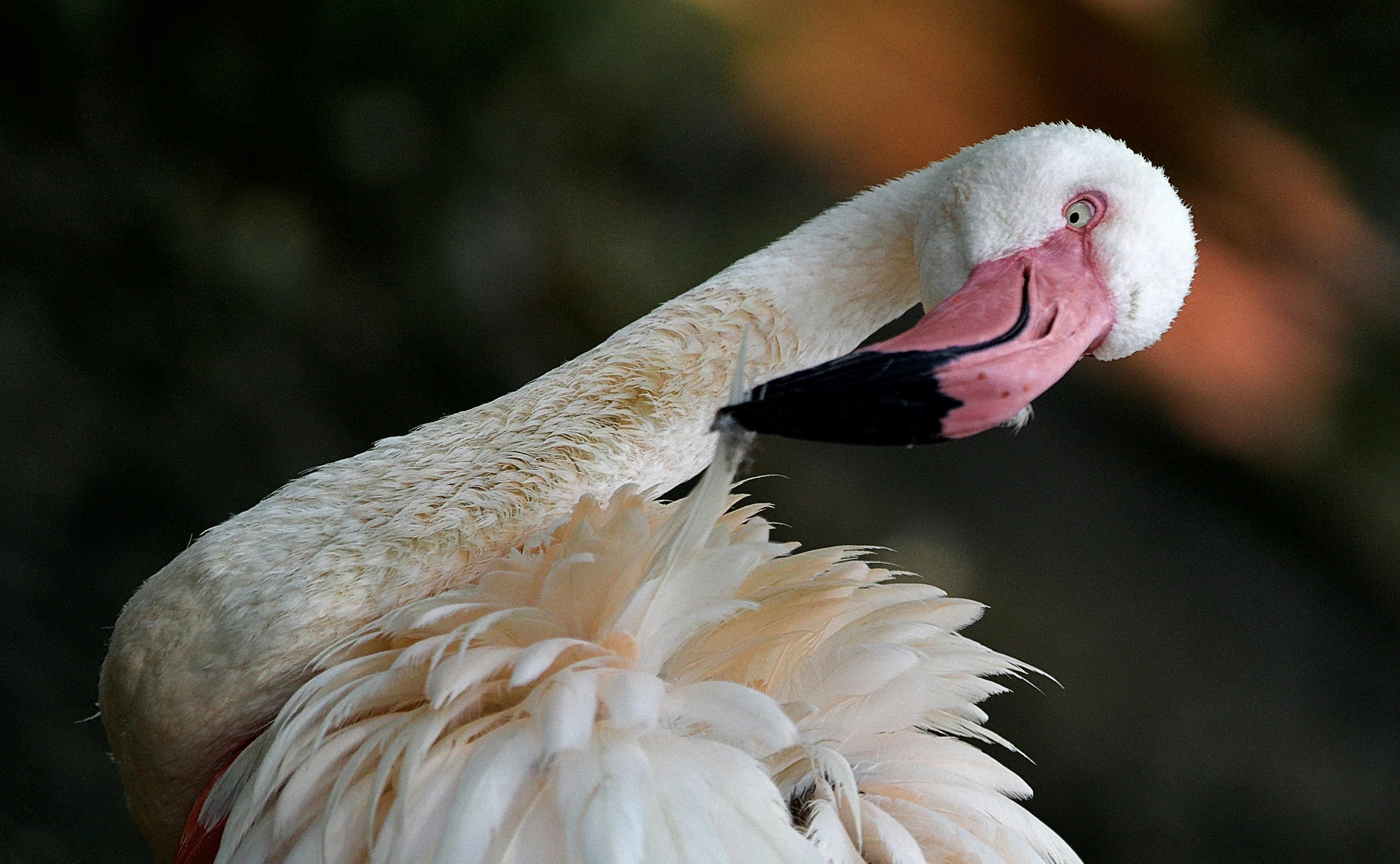 A flamingo elegantly turns its head, showcasing its distinctive pink beak and soft plumage against a blurred natural backdrop.
