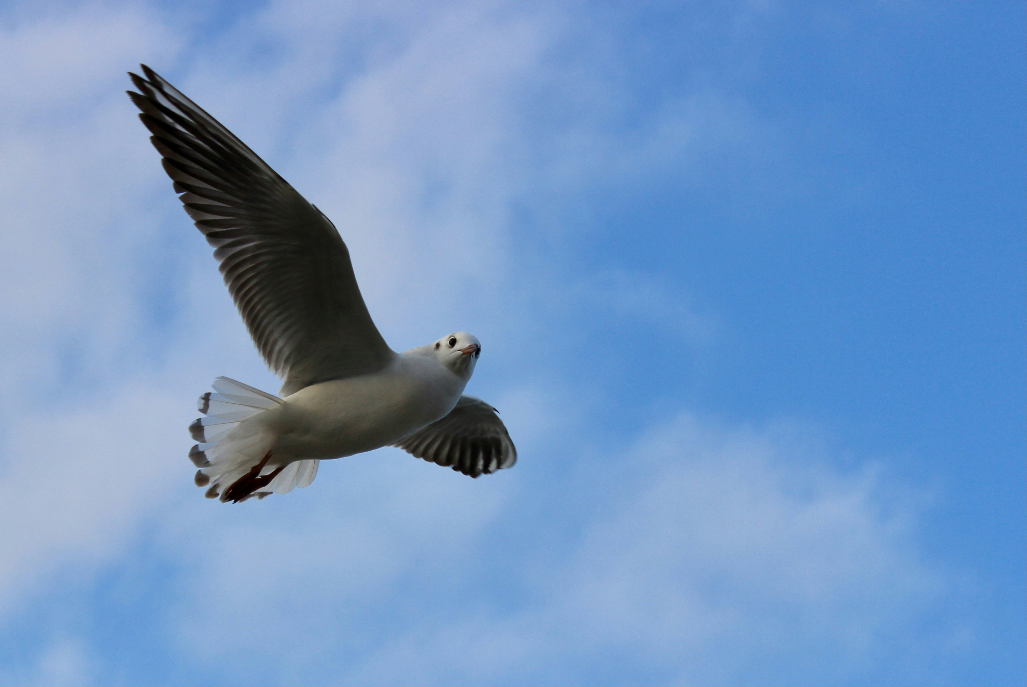 White bird flying under blue sky during daytime photo – Free Grey Image ...