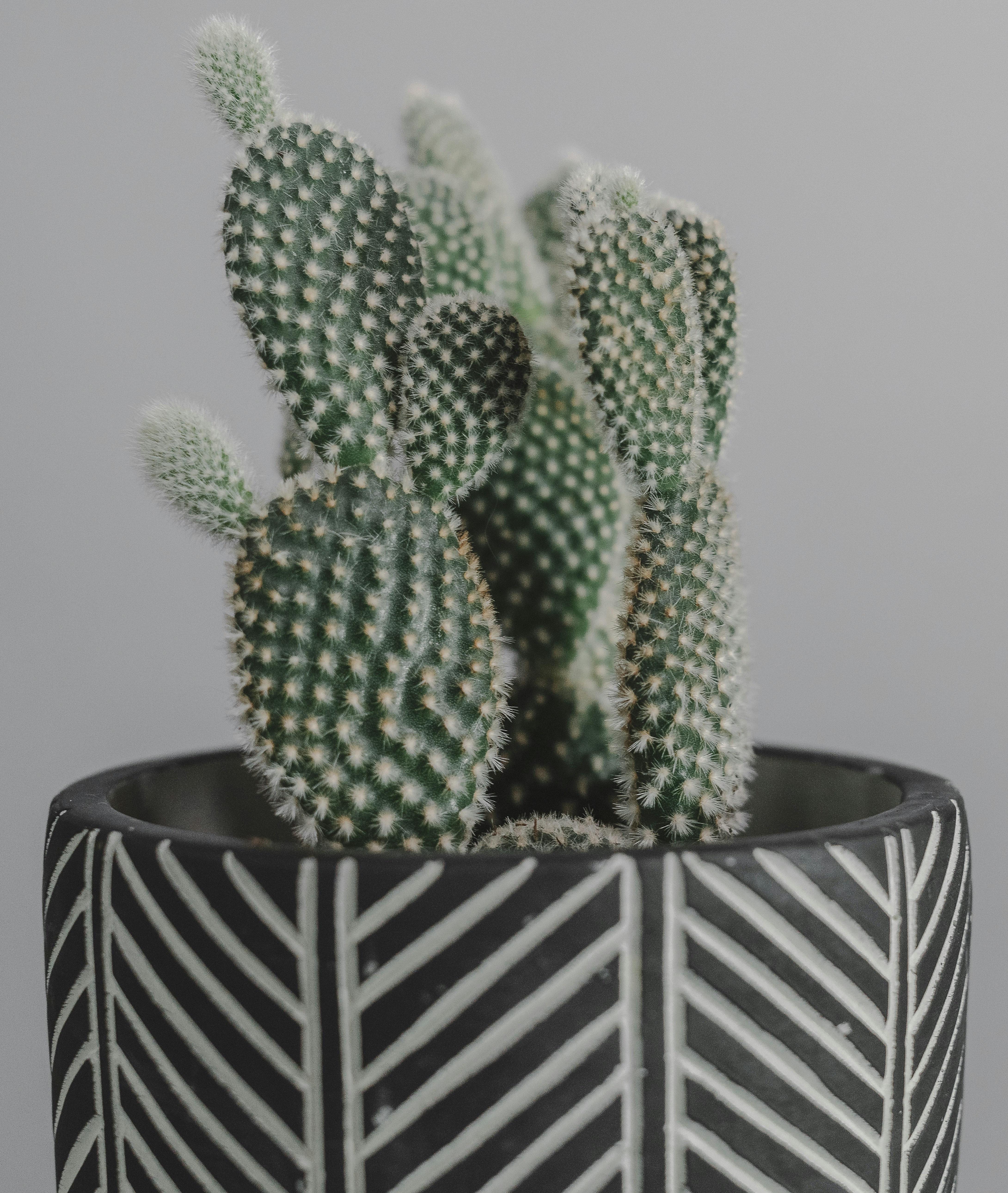 Textured Elegance: Cactus in Geometric Harmony