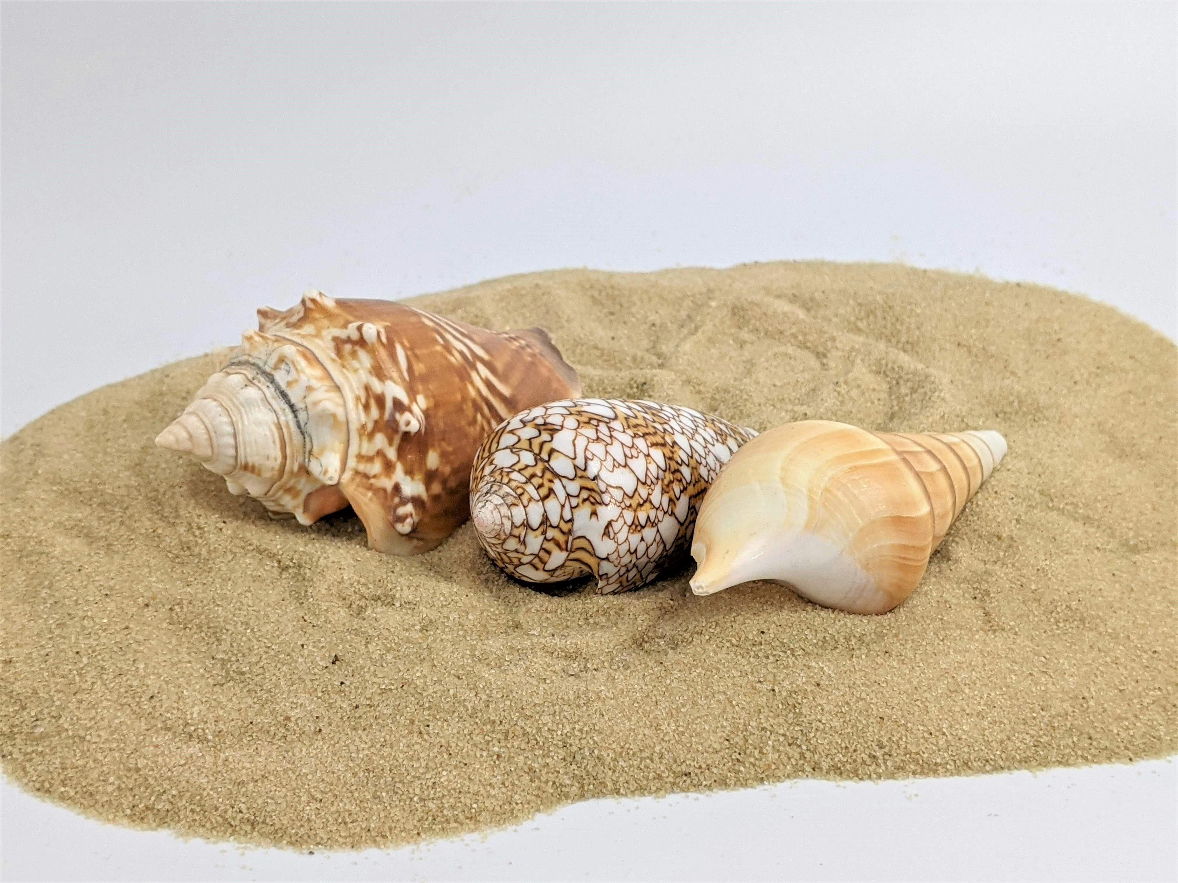 Trio of Seashells Resting on a Dune-Soft Sandbed
