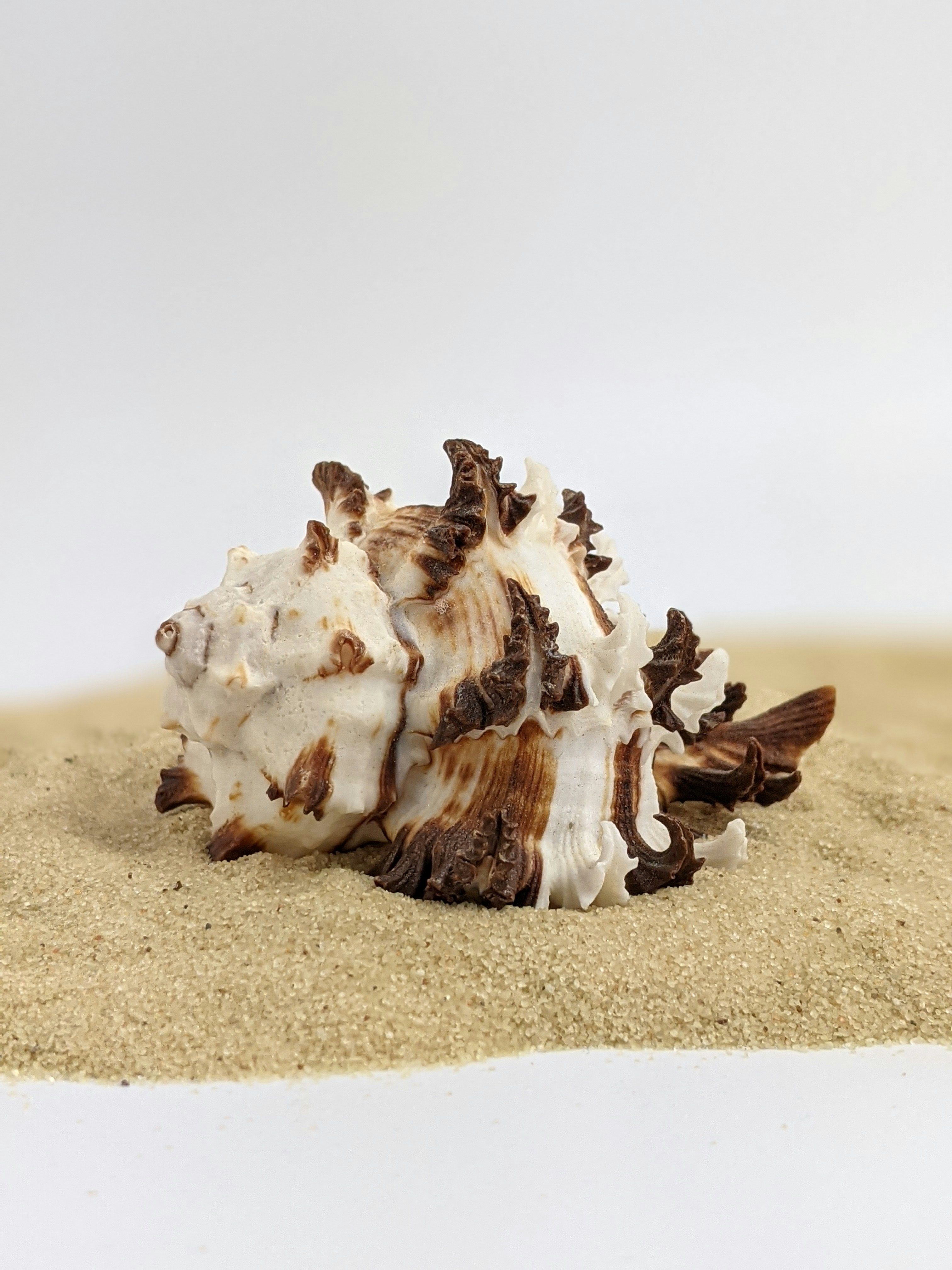 A beautifully detailed sea shell rests on a bed of sand, showcasing its unique textures and colors against a soft, neutral background.