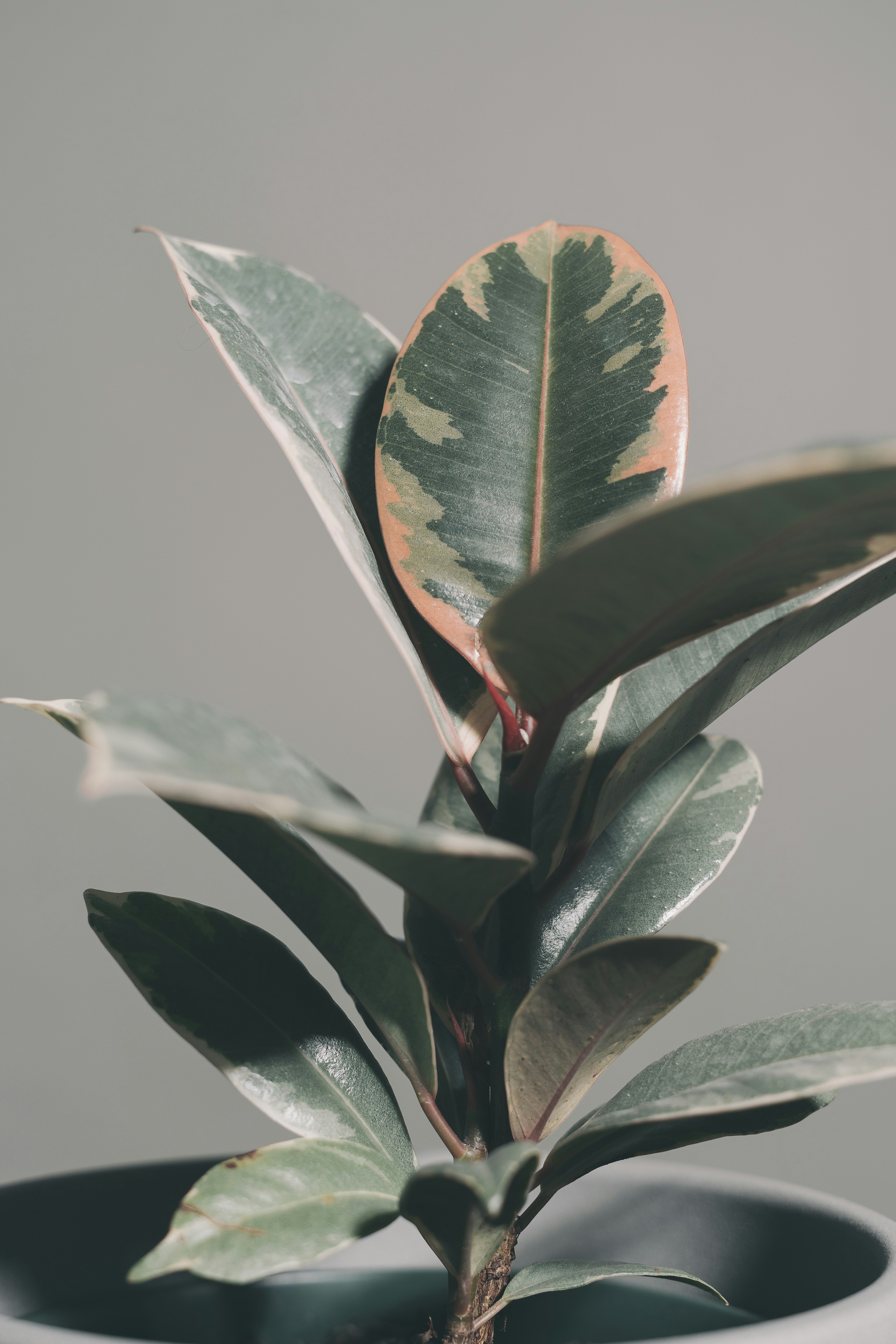 Ficus plant with variegated leaves against a muted background.