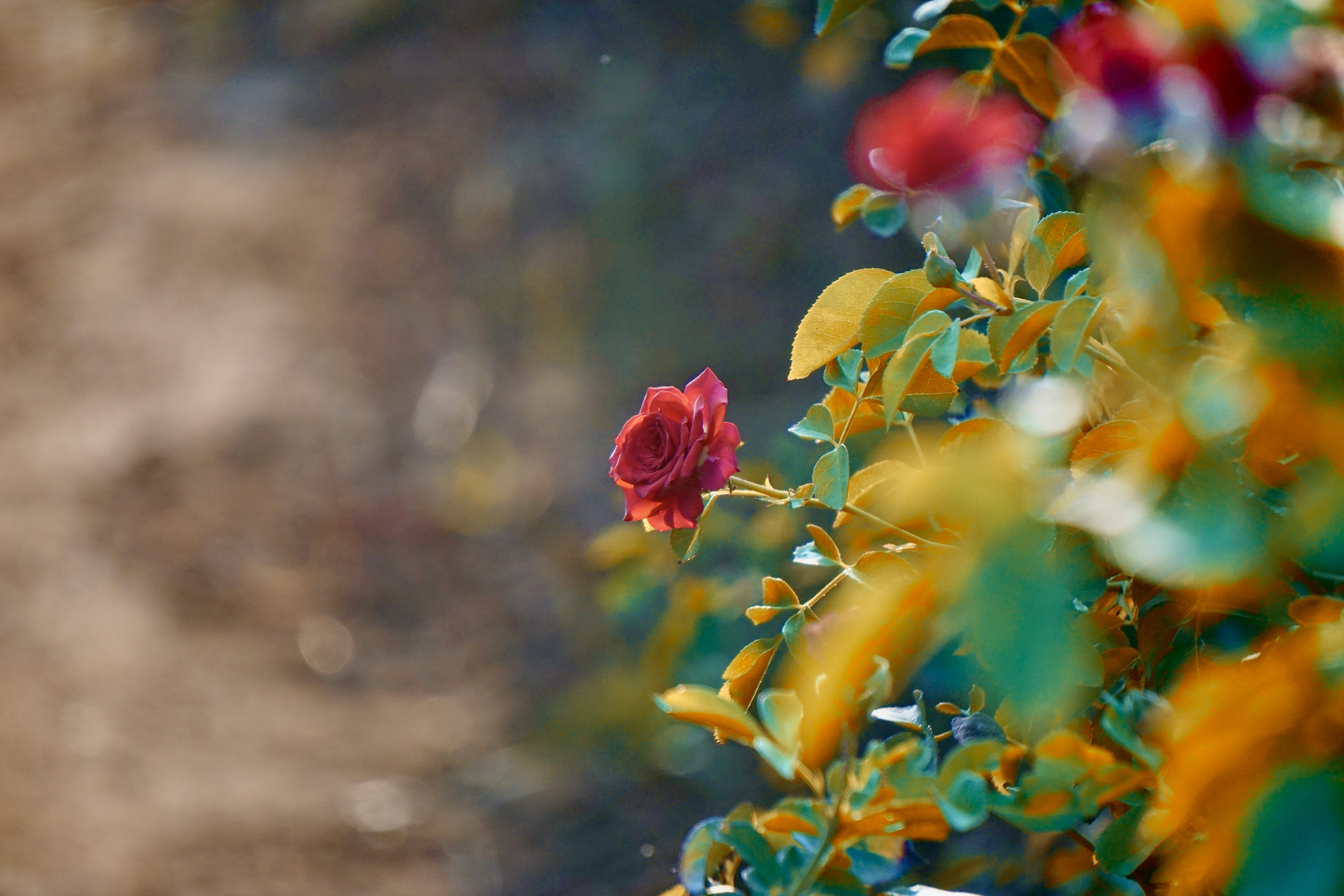 Close-up photograph of a red rose in sharp focus against a softly blurred garden path background.