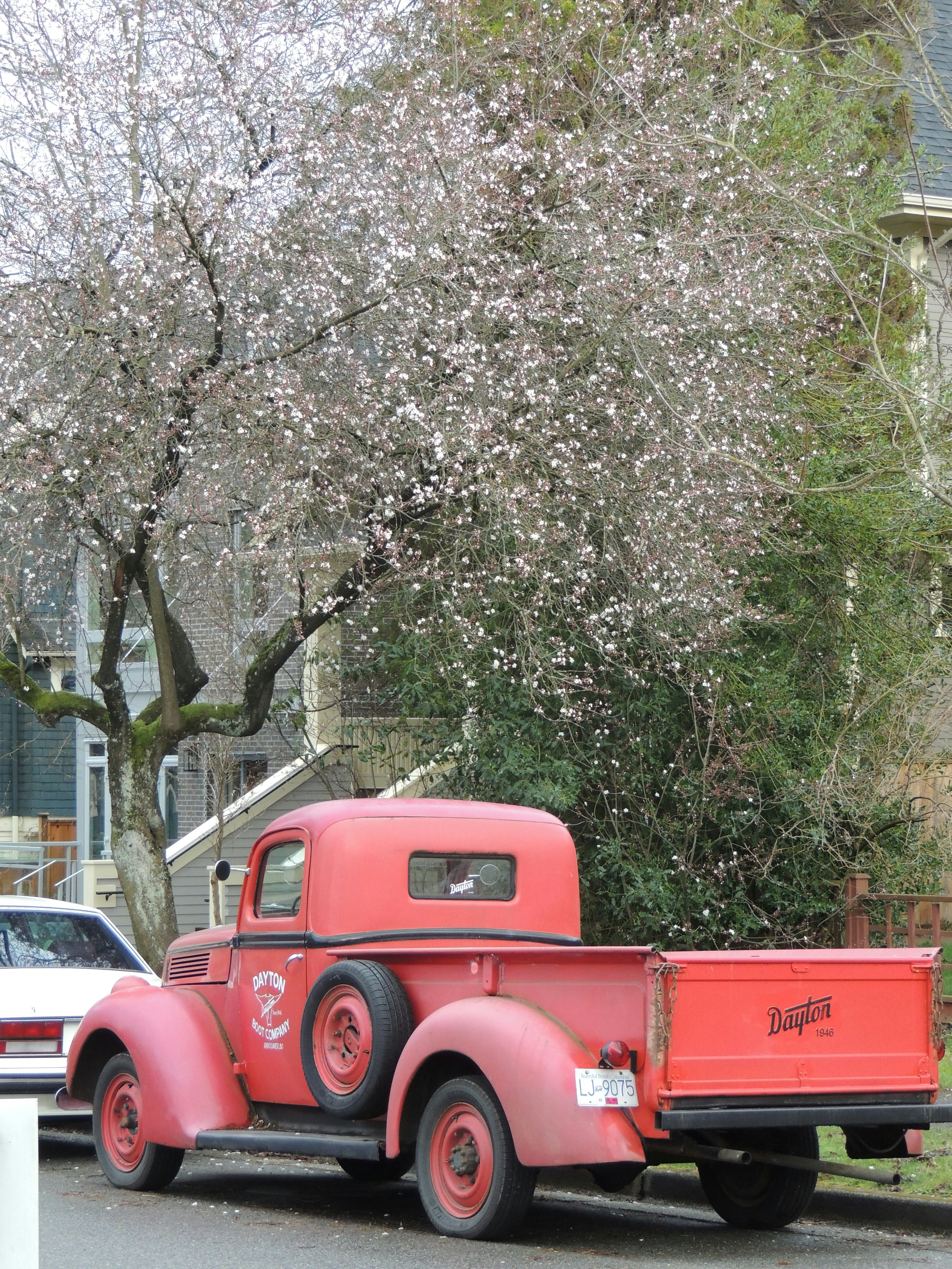 Blossoms Over Chrome: A 1940s Red Pickup on a Quiet Spring Street