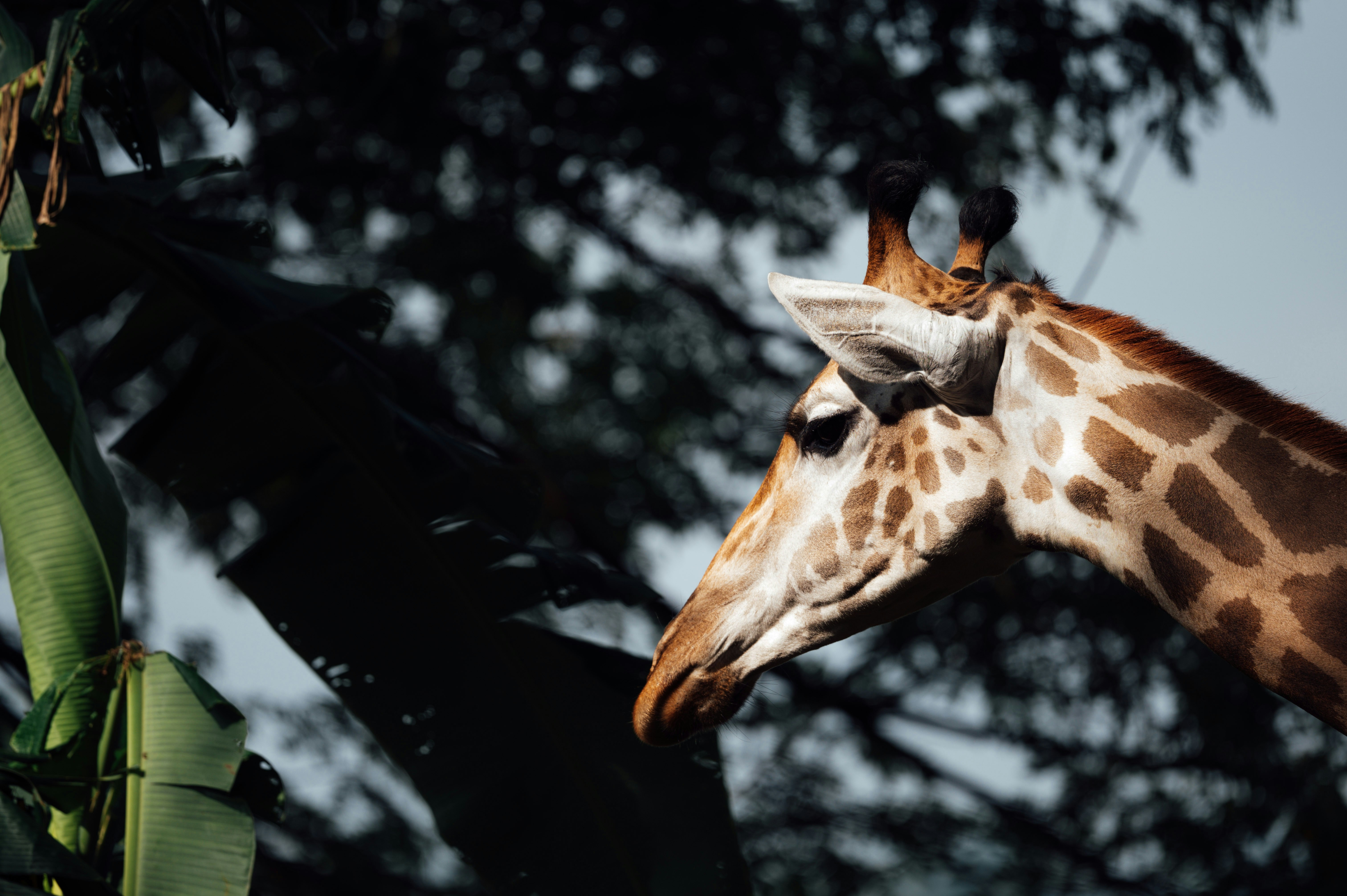 Giraffe in dappled light: a careful glimpse of a tranquil profile