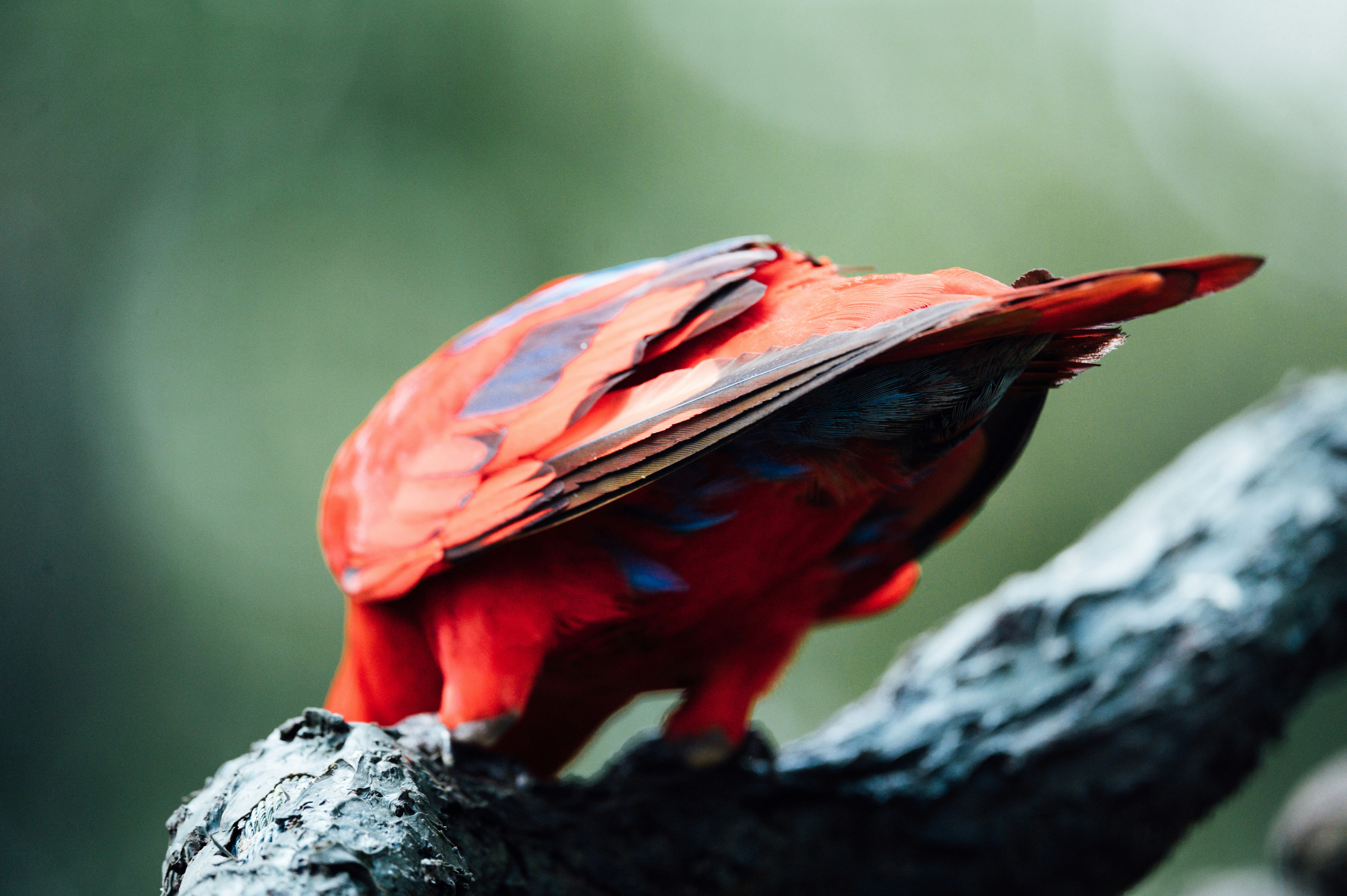 Crimson Parrot on a Weathered Branch, Wrapped in Verdant Bokeh