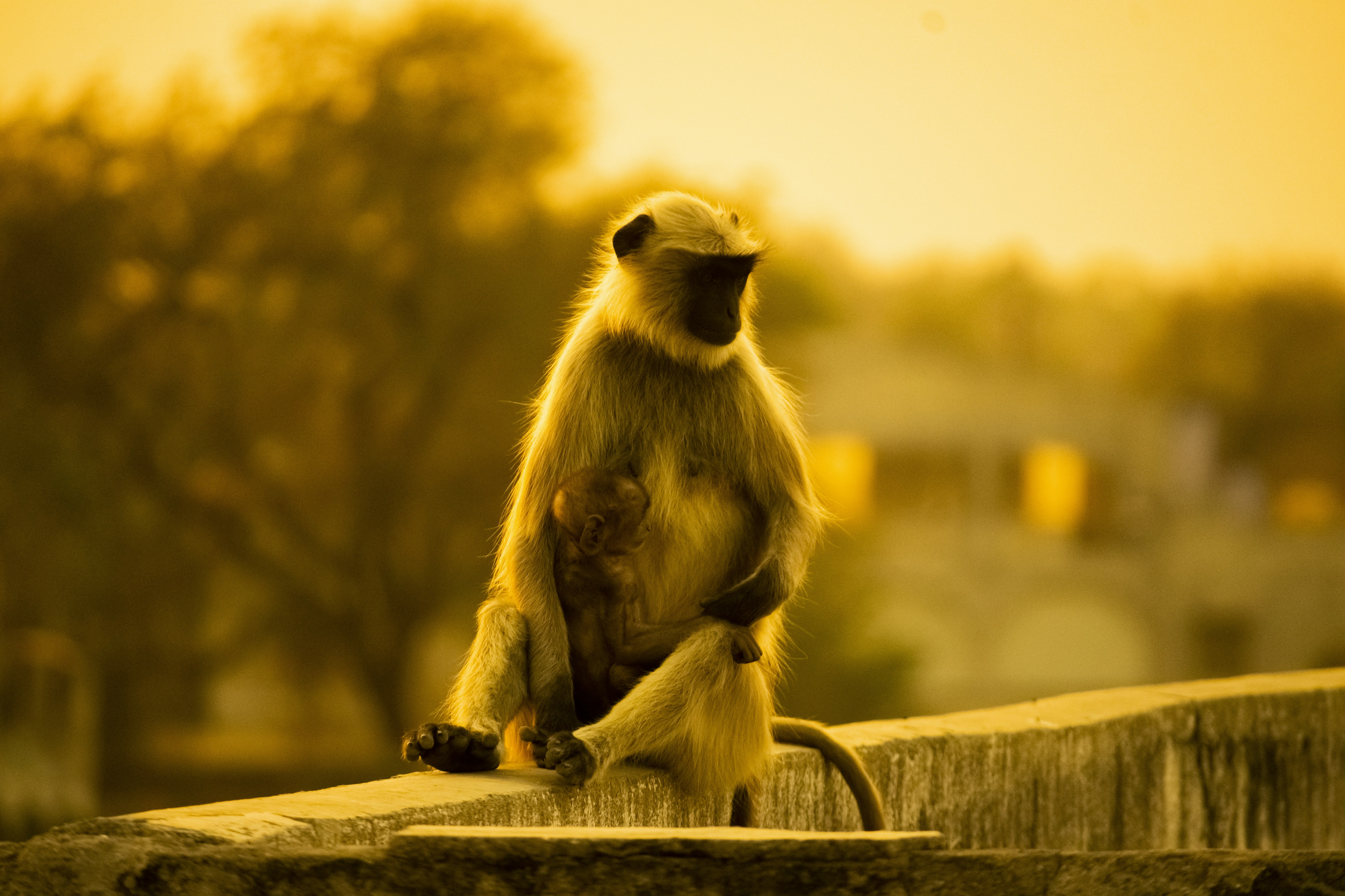 Amber-hour Sentinel: A macaque perched on a sun-warmed ledge