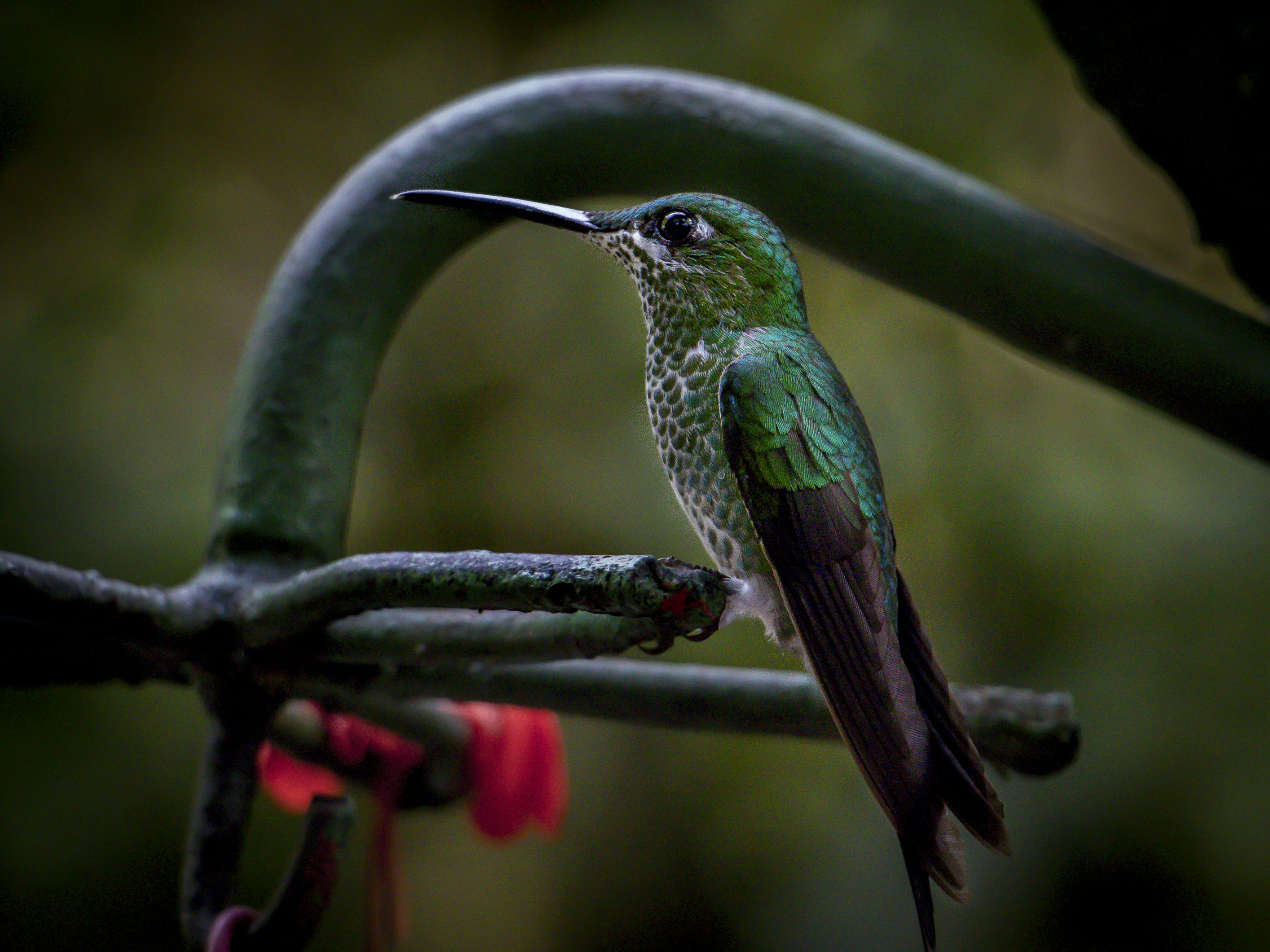 Emerald Hummingbird on a Curved Garden Trellis