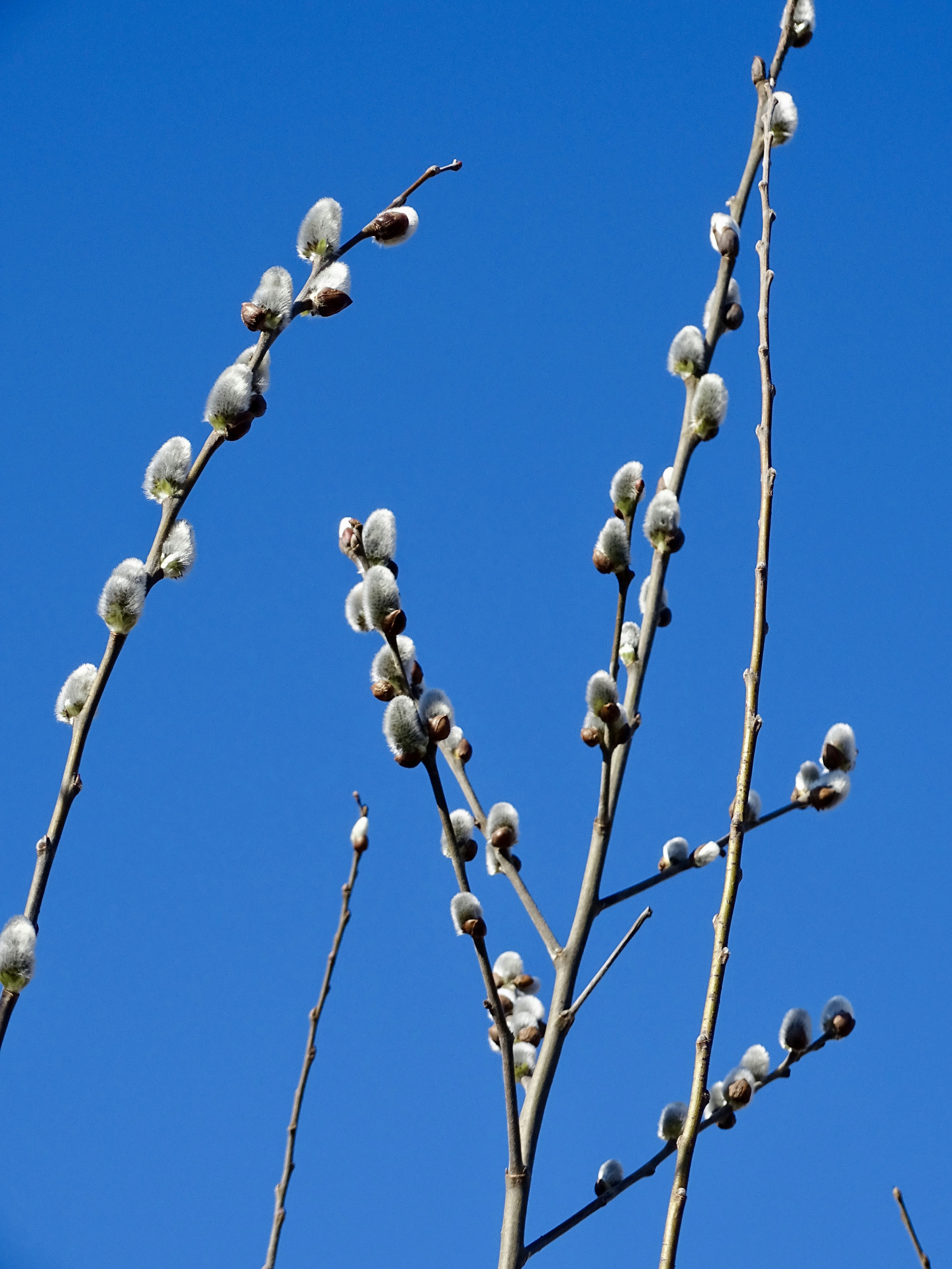 Willow Buds Against Azure
