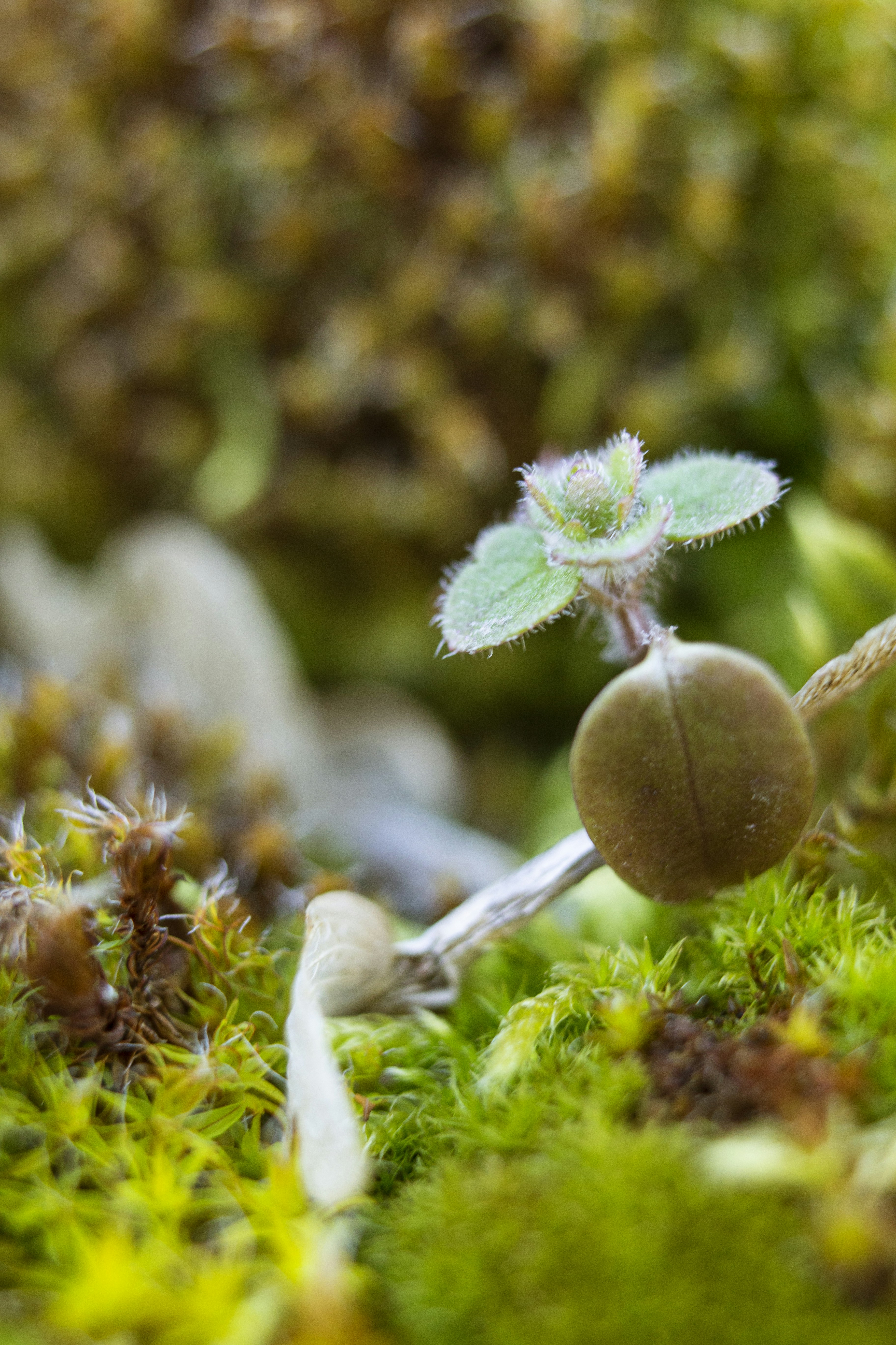 Tiny Alpine Capsule: A Fuzzy Seedpod Amid Moss