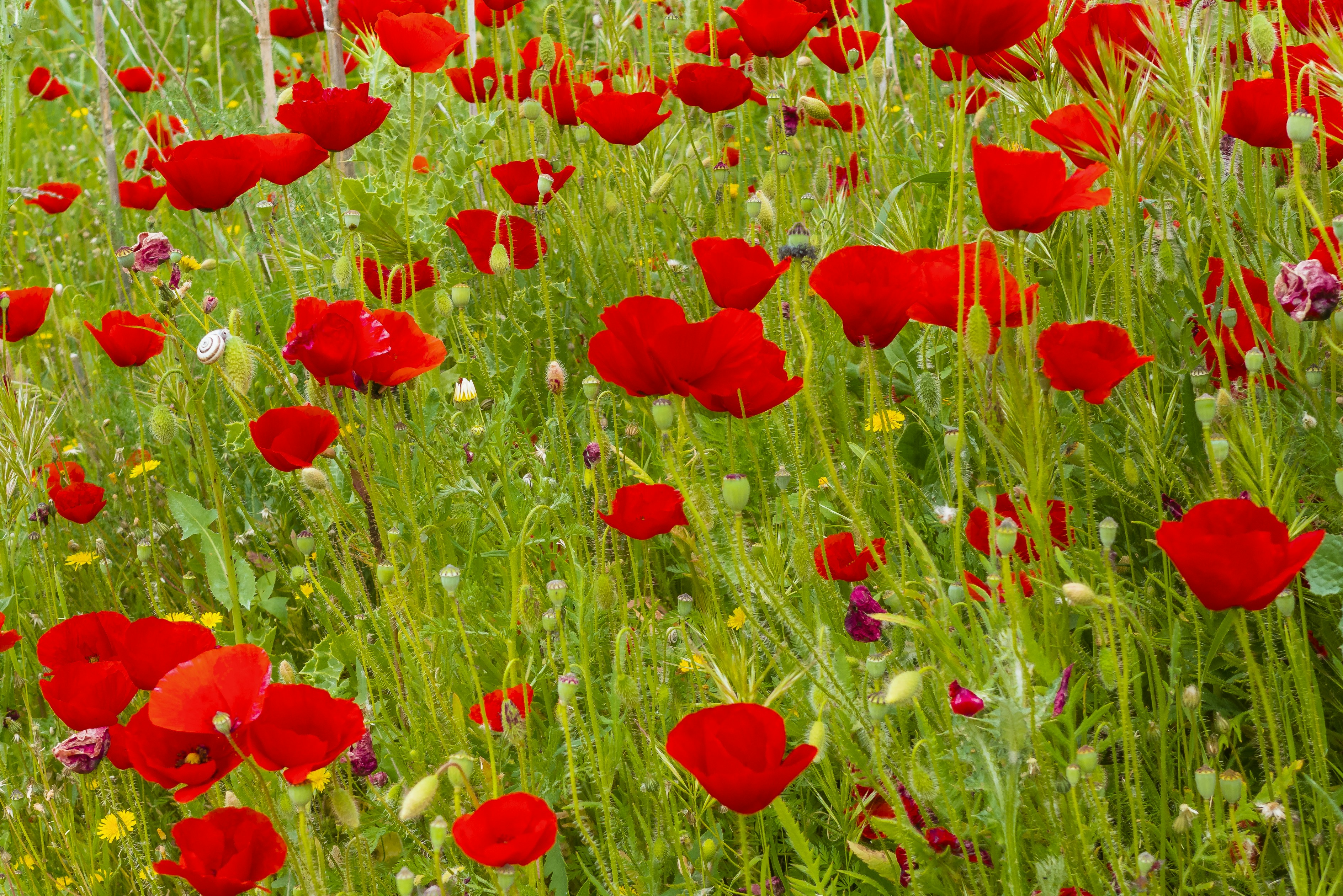 Red flower field during daytime photo – Free 31100 puente la reina ...